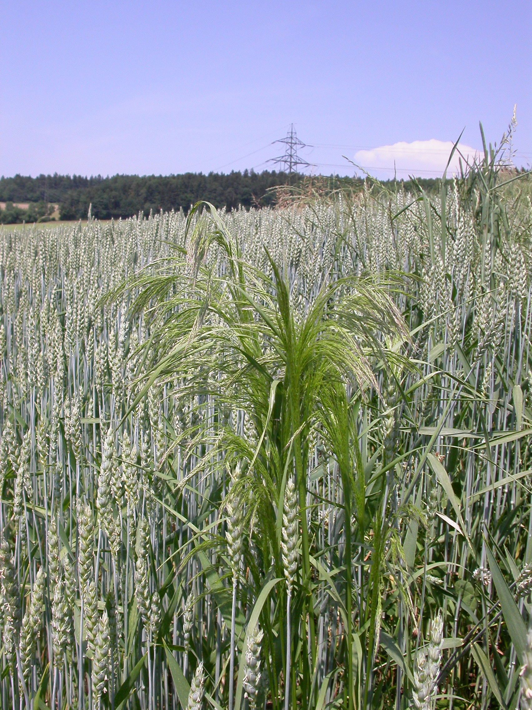 Apera spica-venti (L.) P. Beauv.