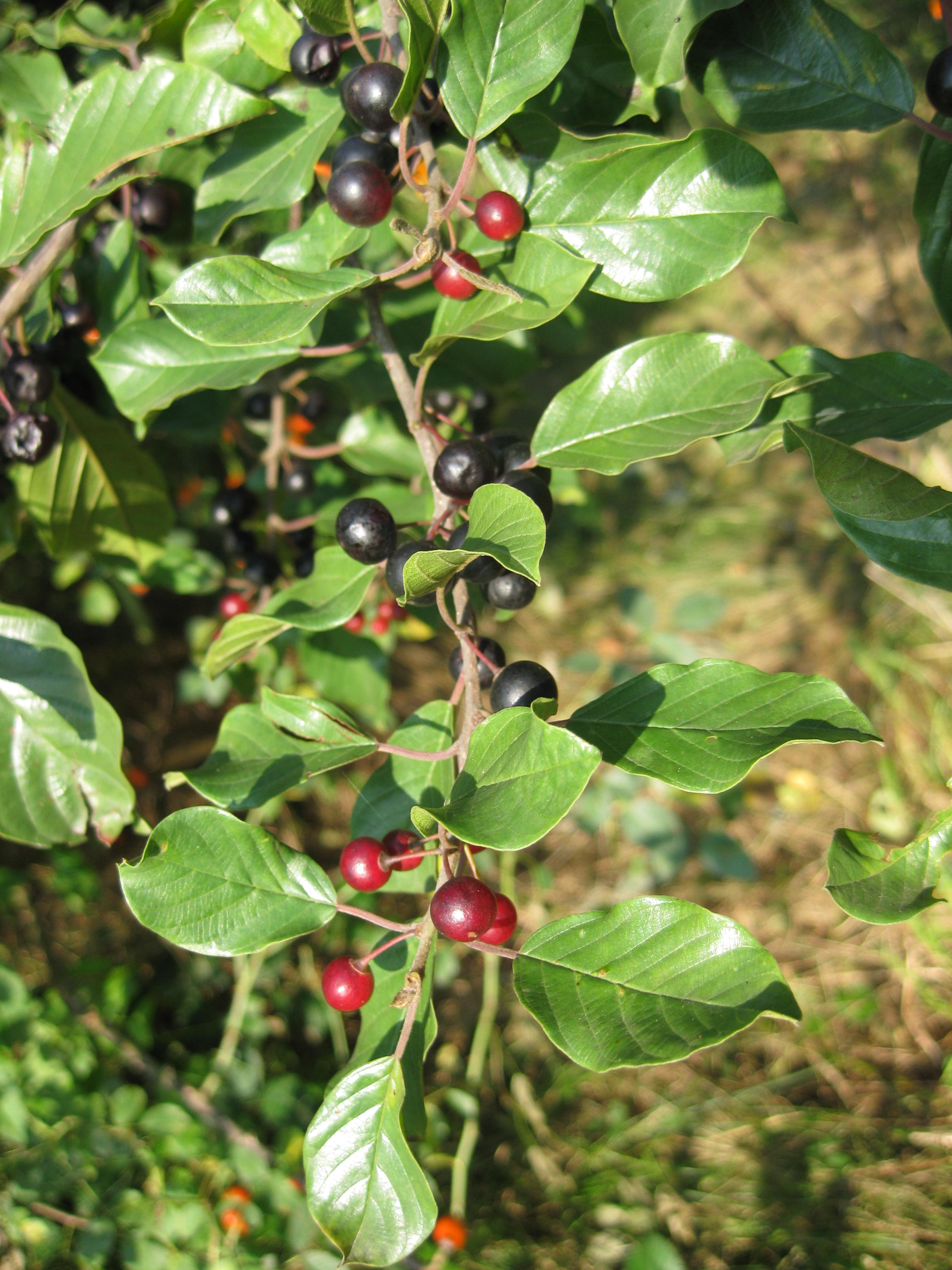 Frangula alnus Mill.