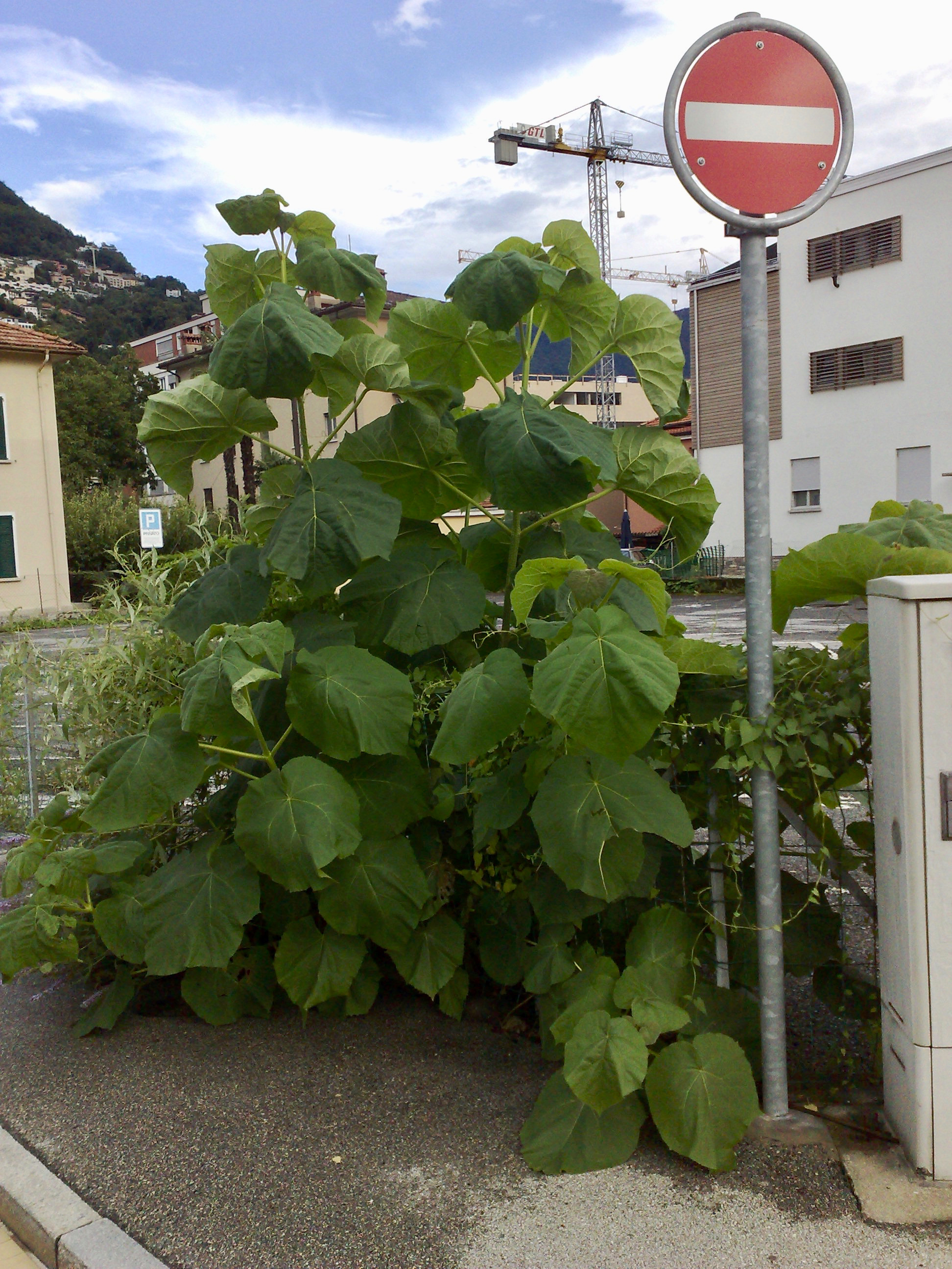 Paulownia tomentosa (Thunb.) Steud.