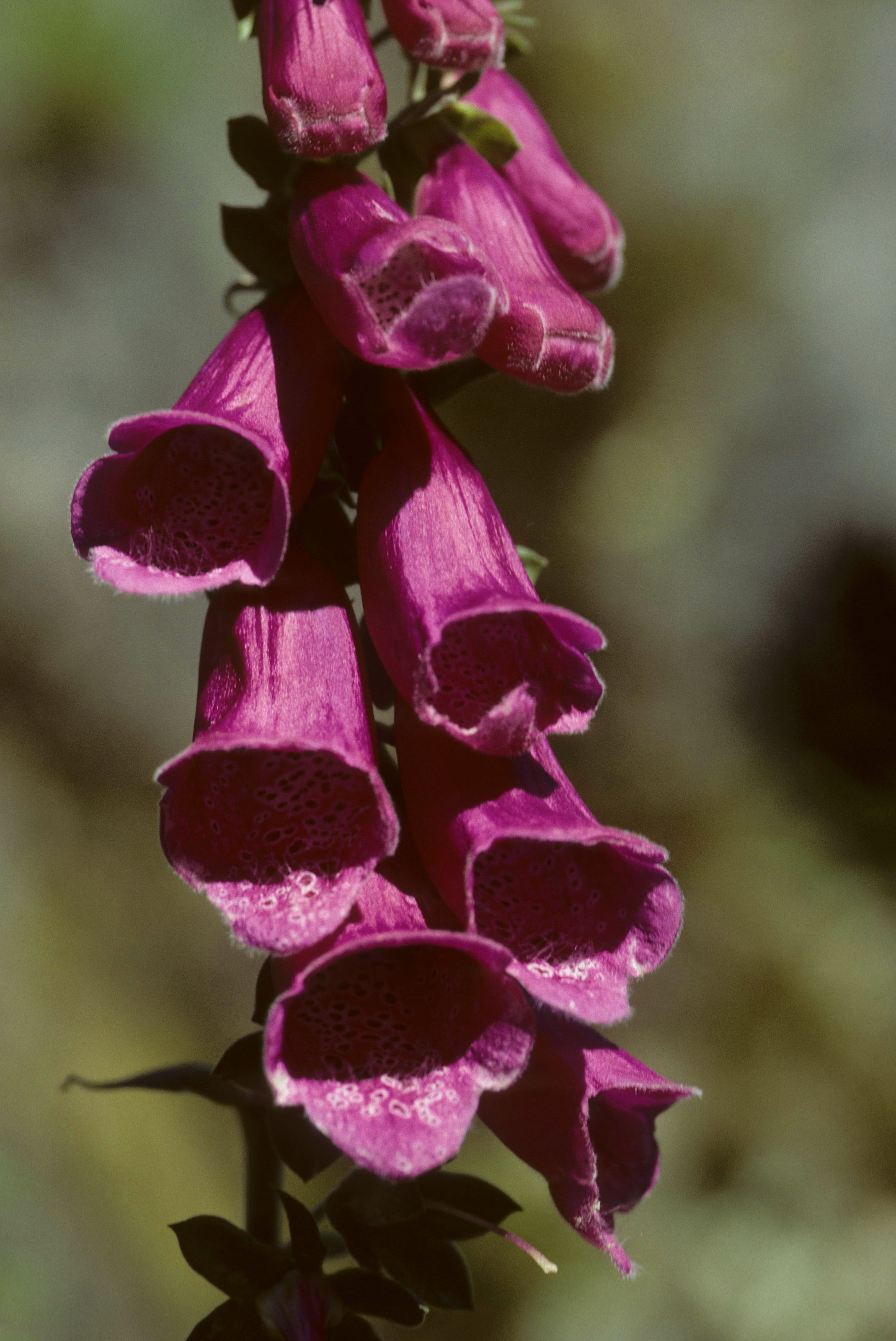 Digitalis purpurea L.