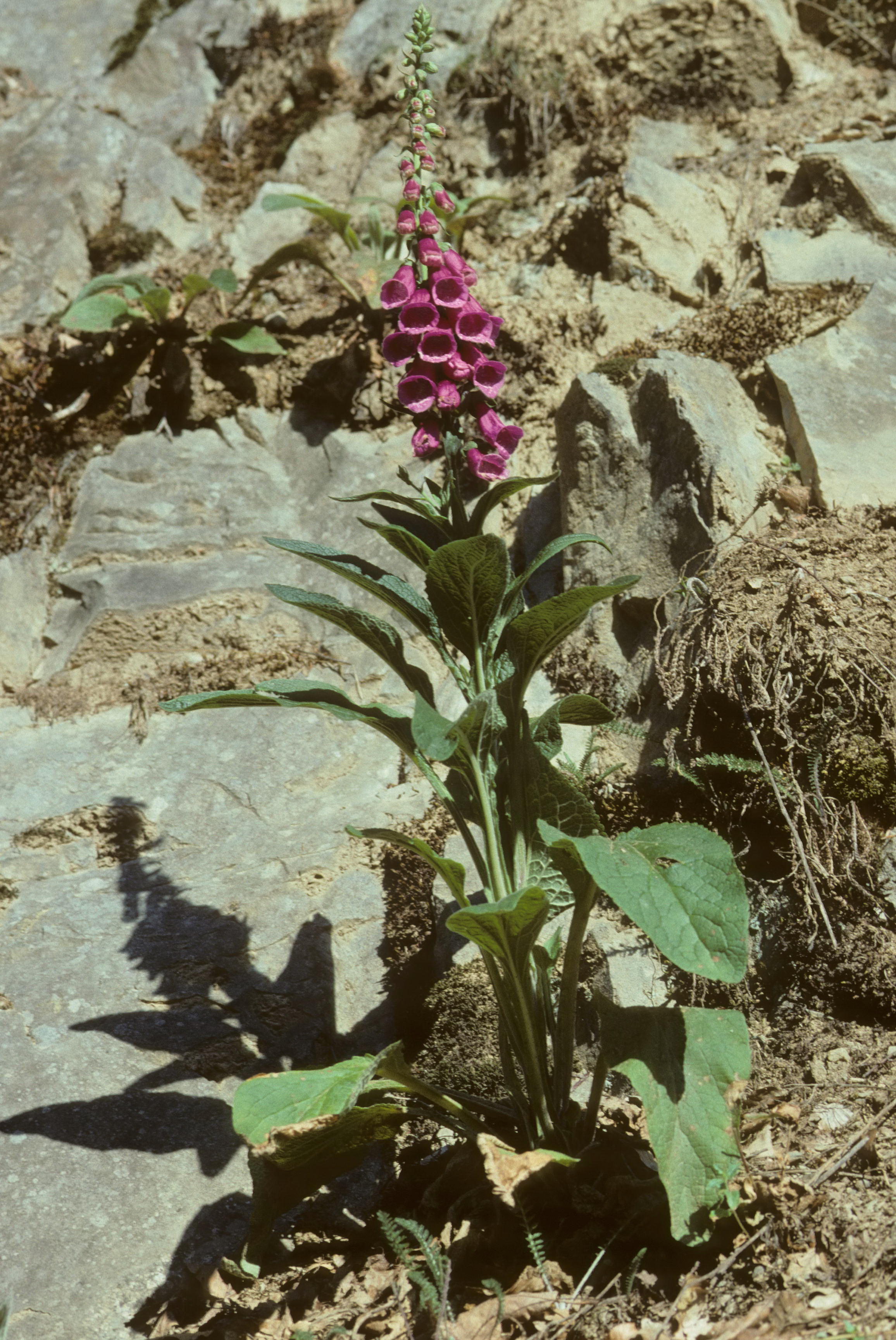 Digitalis purpurea L.