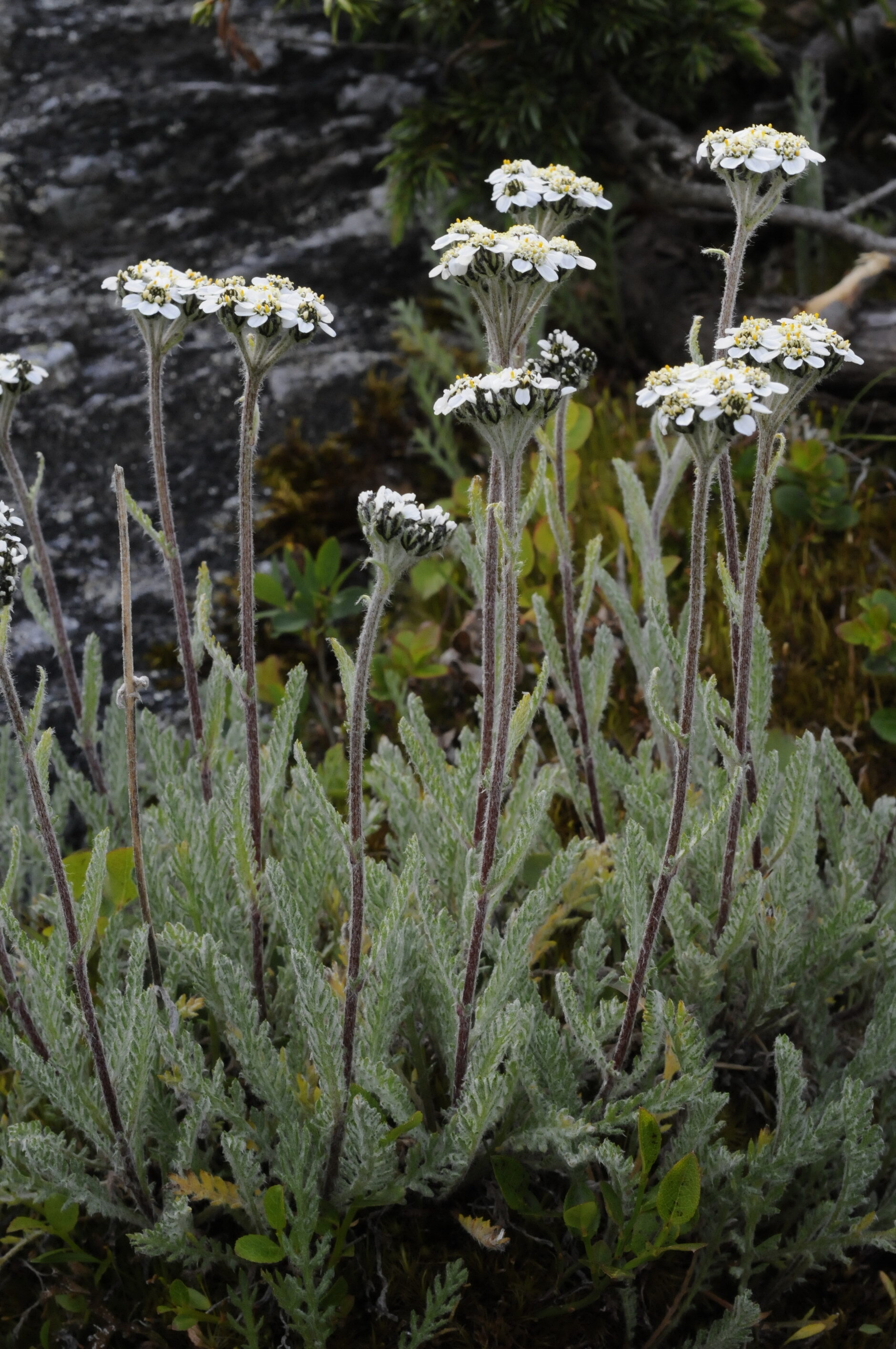 Achillea setacea Waldst. & Kit.