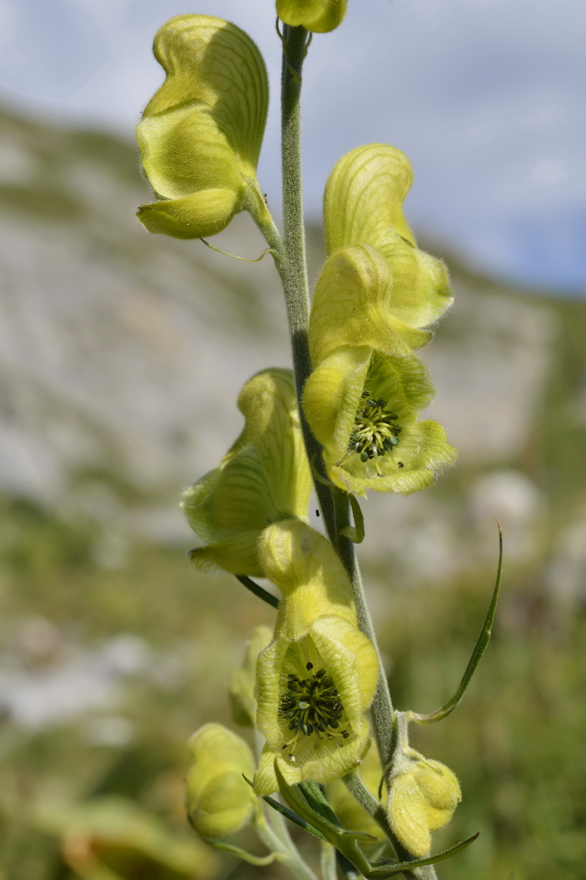 Aconitum anthora L.