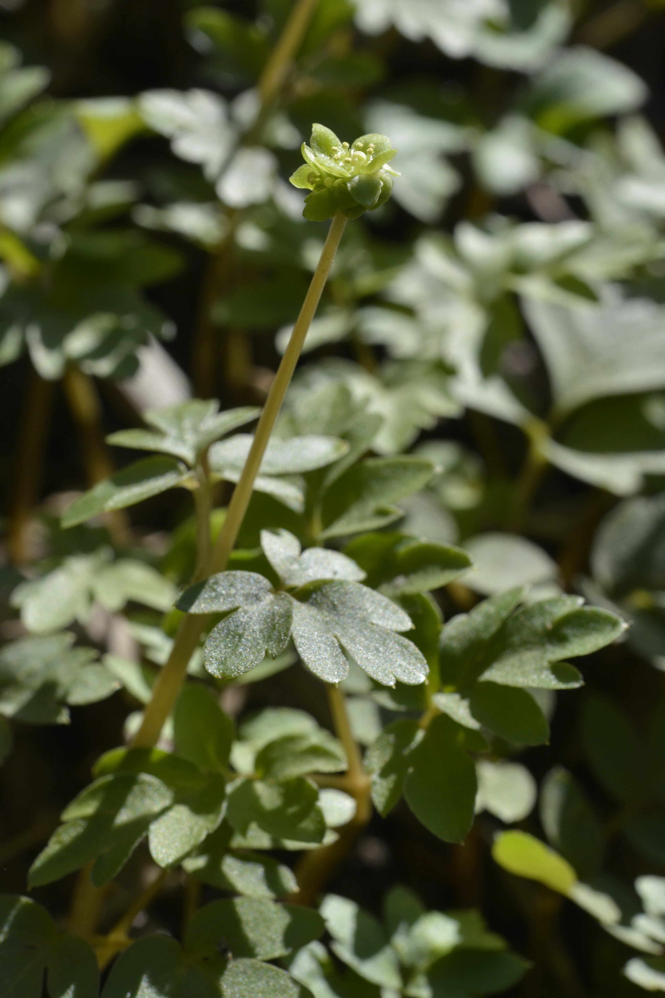 Adoxa moschatellina L.