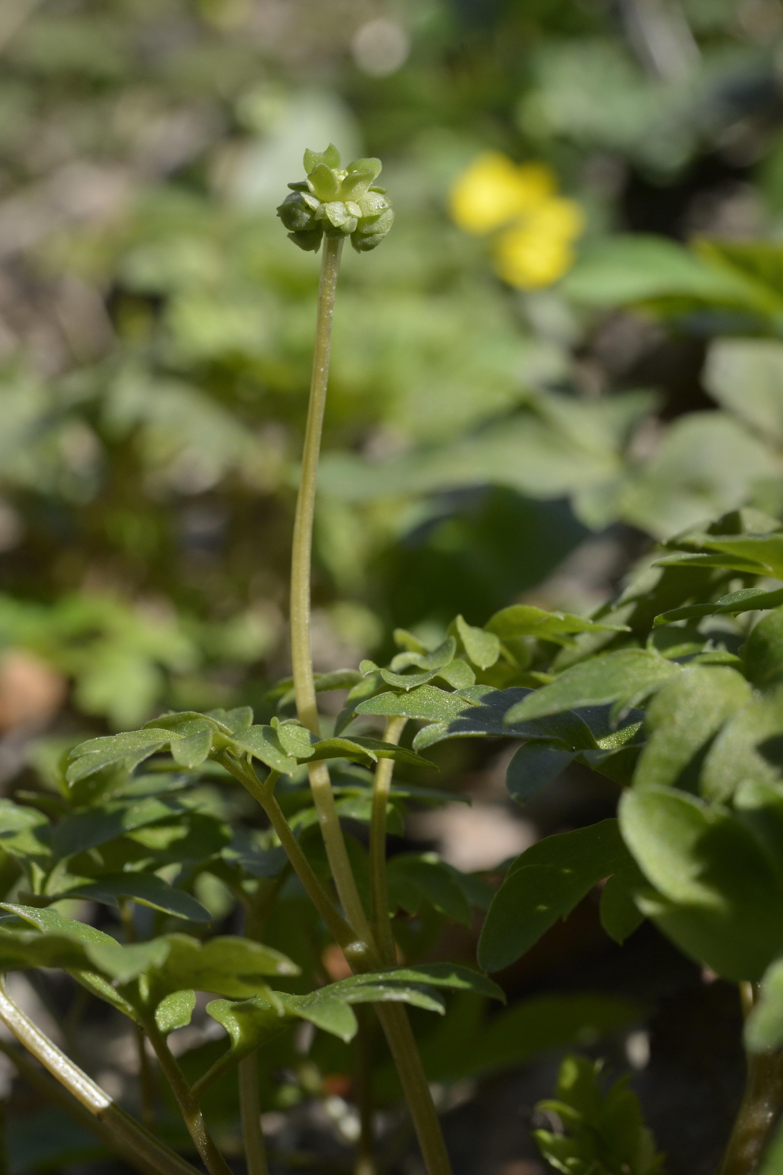Adoxa moschatellina L.