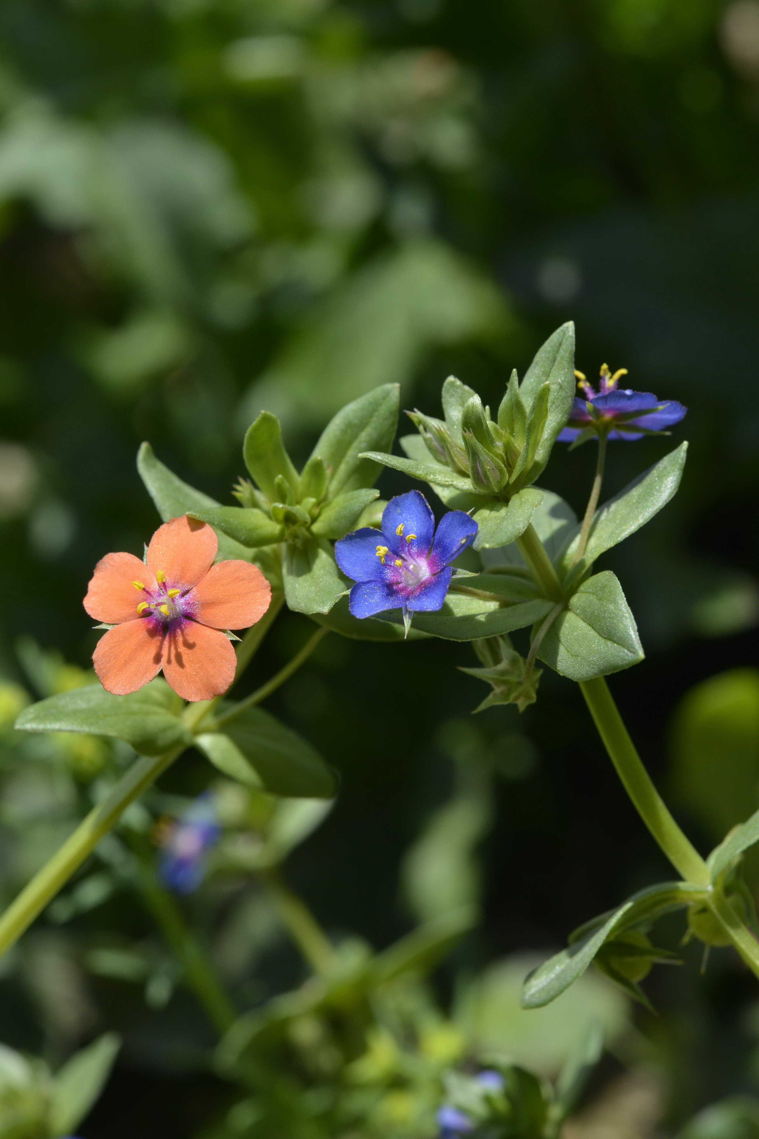 Anagallis arvensis L.