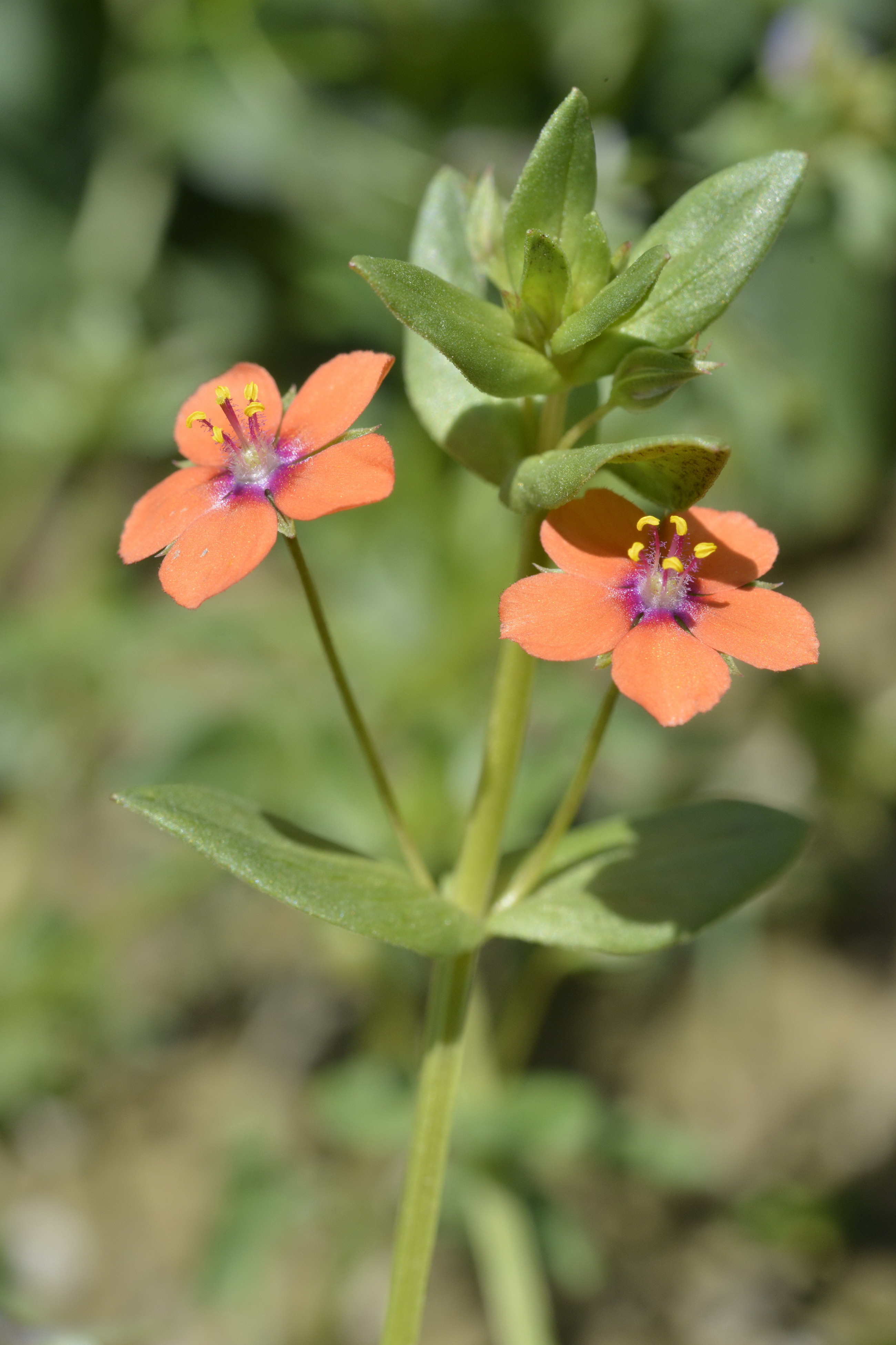 Anagallis arvensis L.