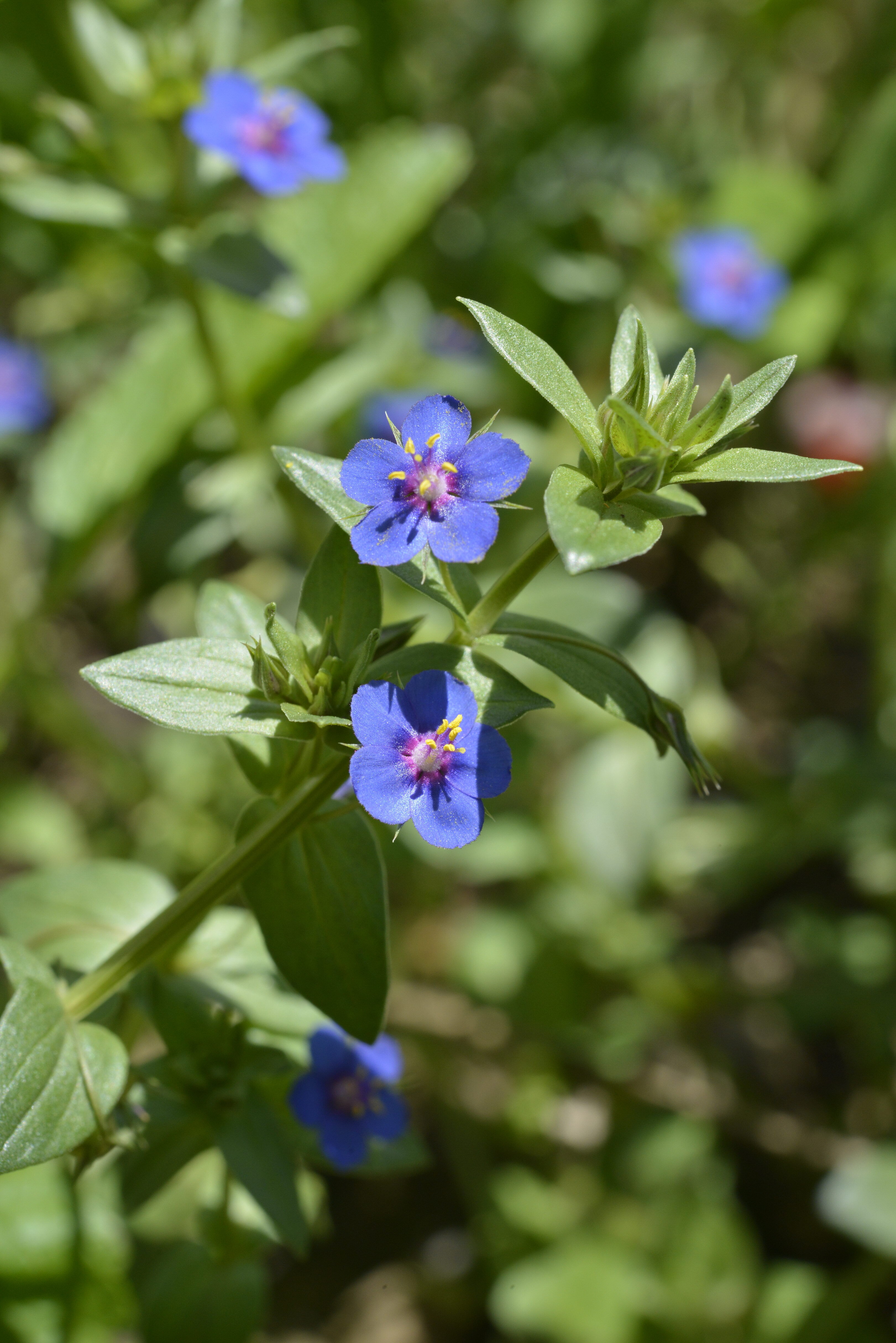 Anagallis arvensis L.