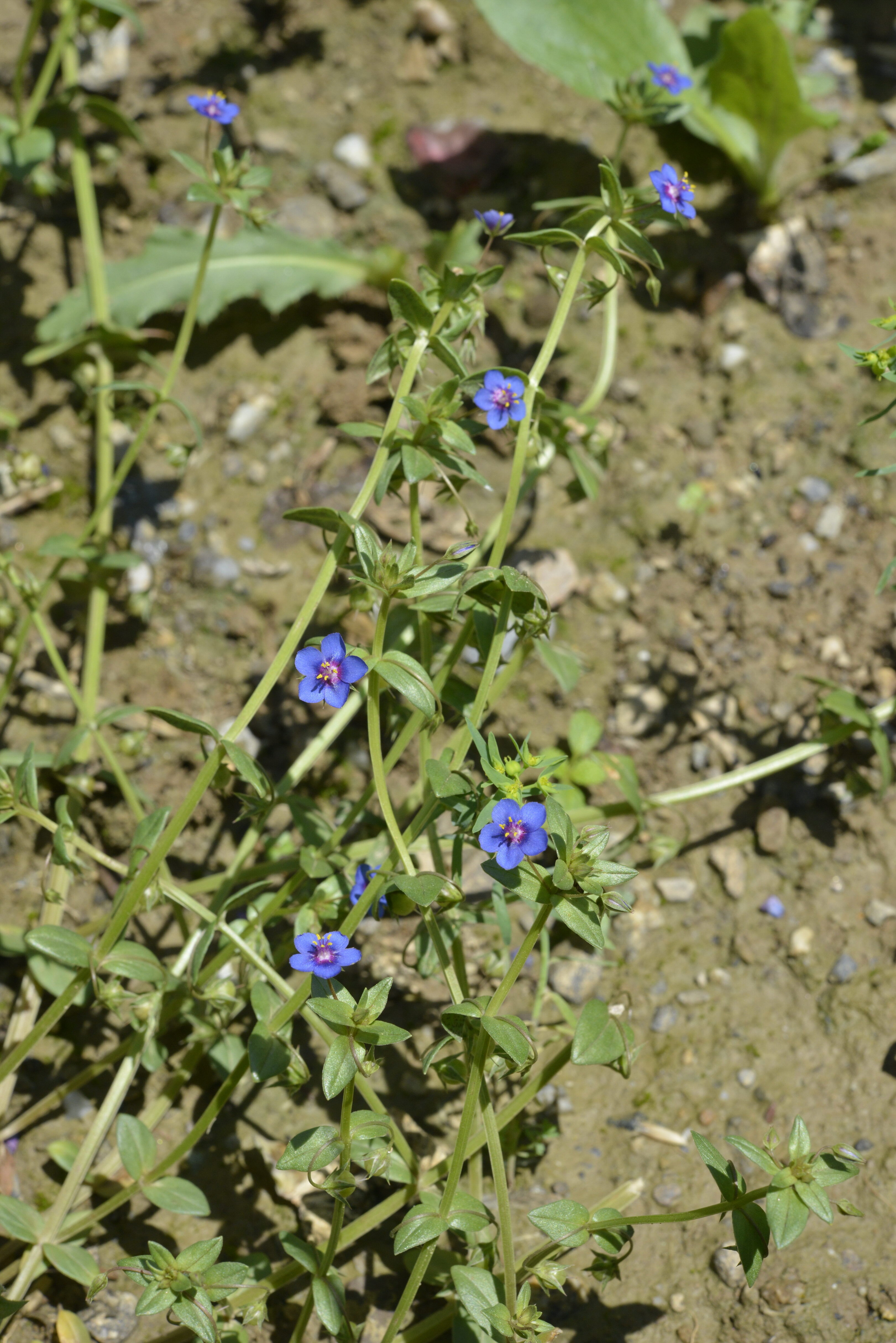 Anagallis arvensis L.