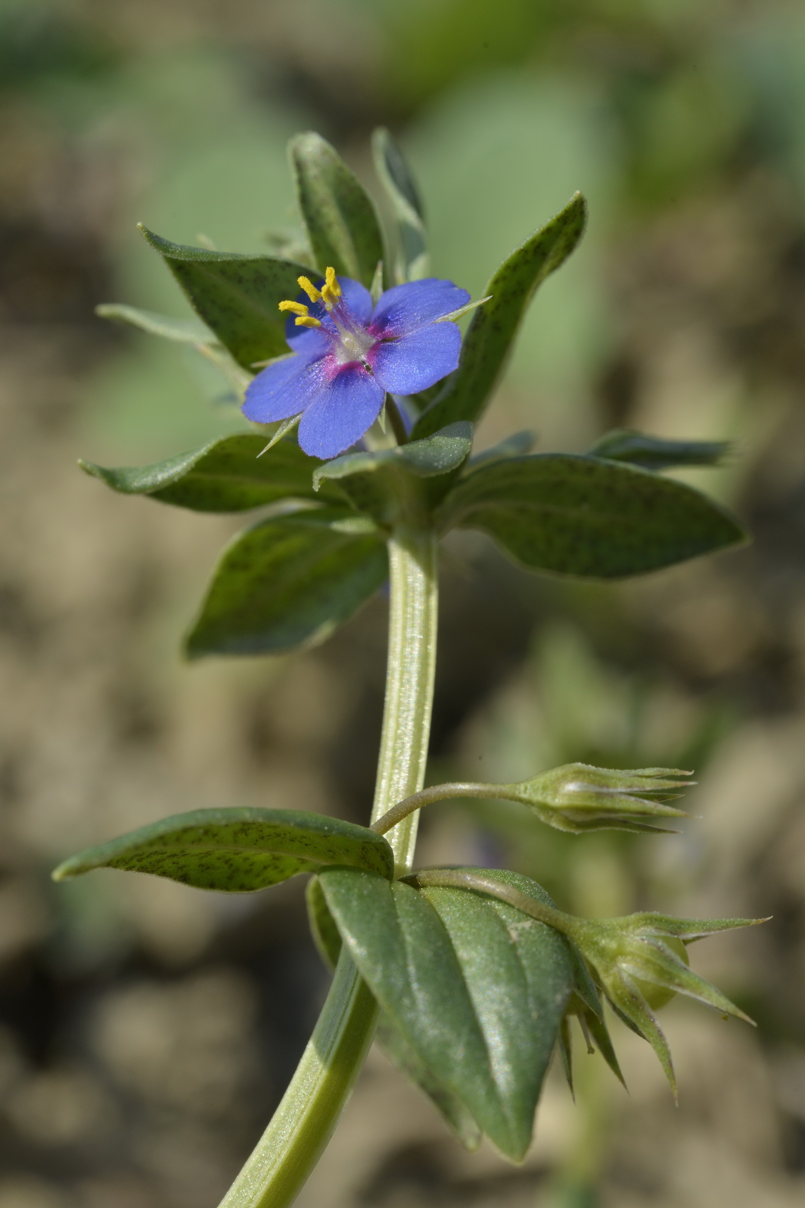 Anagallis arvensis L.