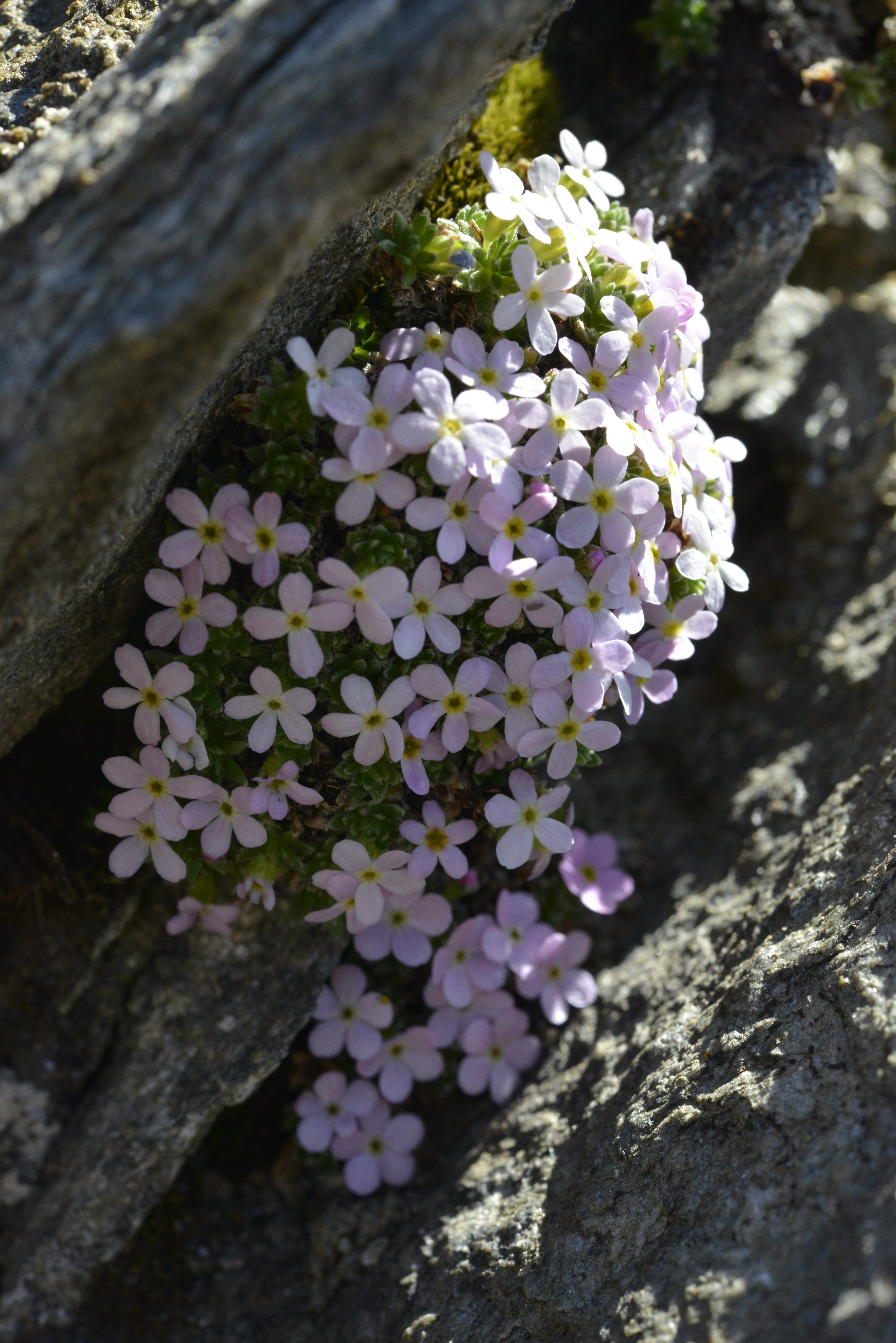 Androsace alpina (L.) Lam.
