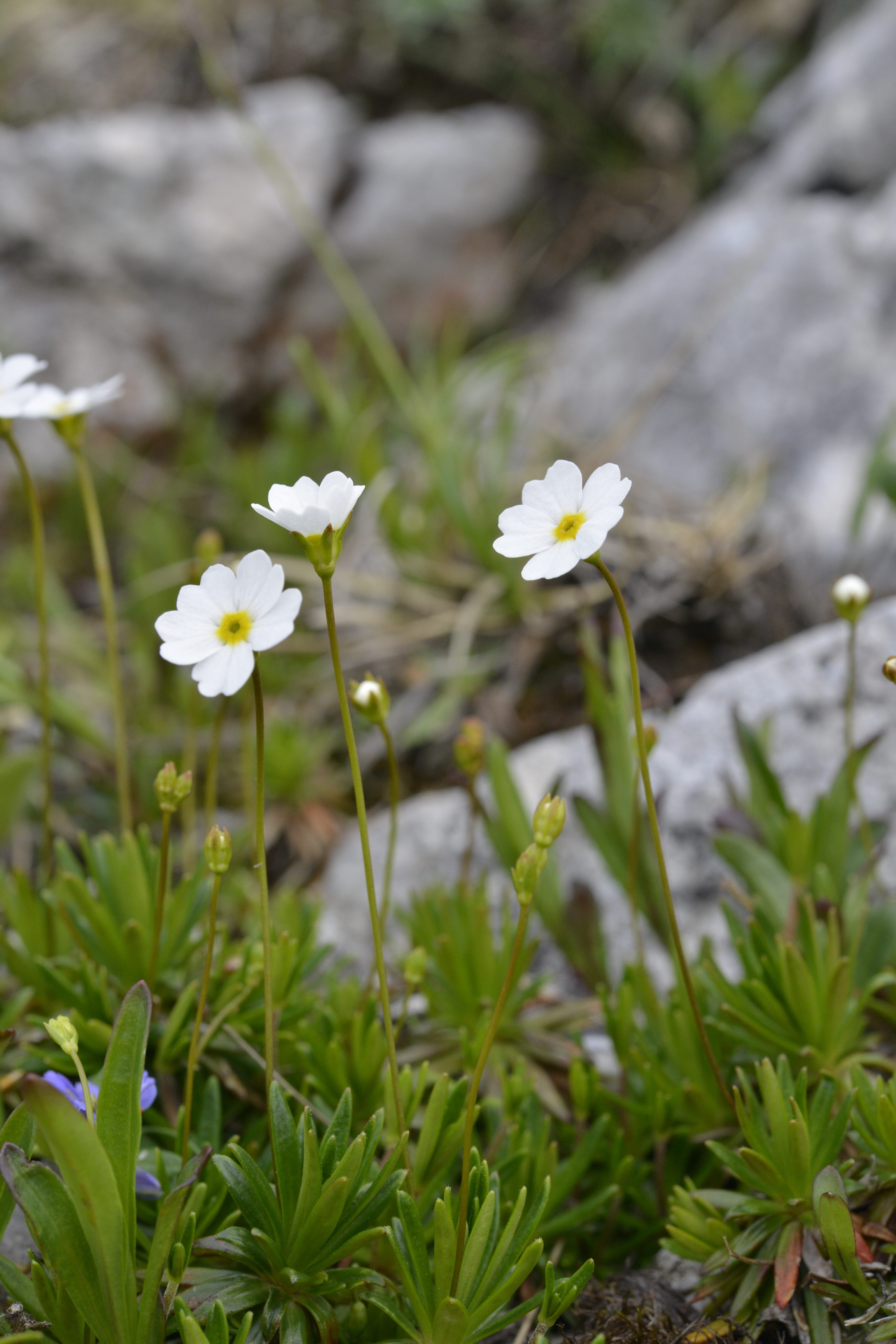 Androsace lactea L.