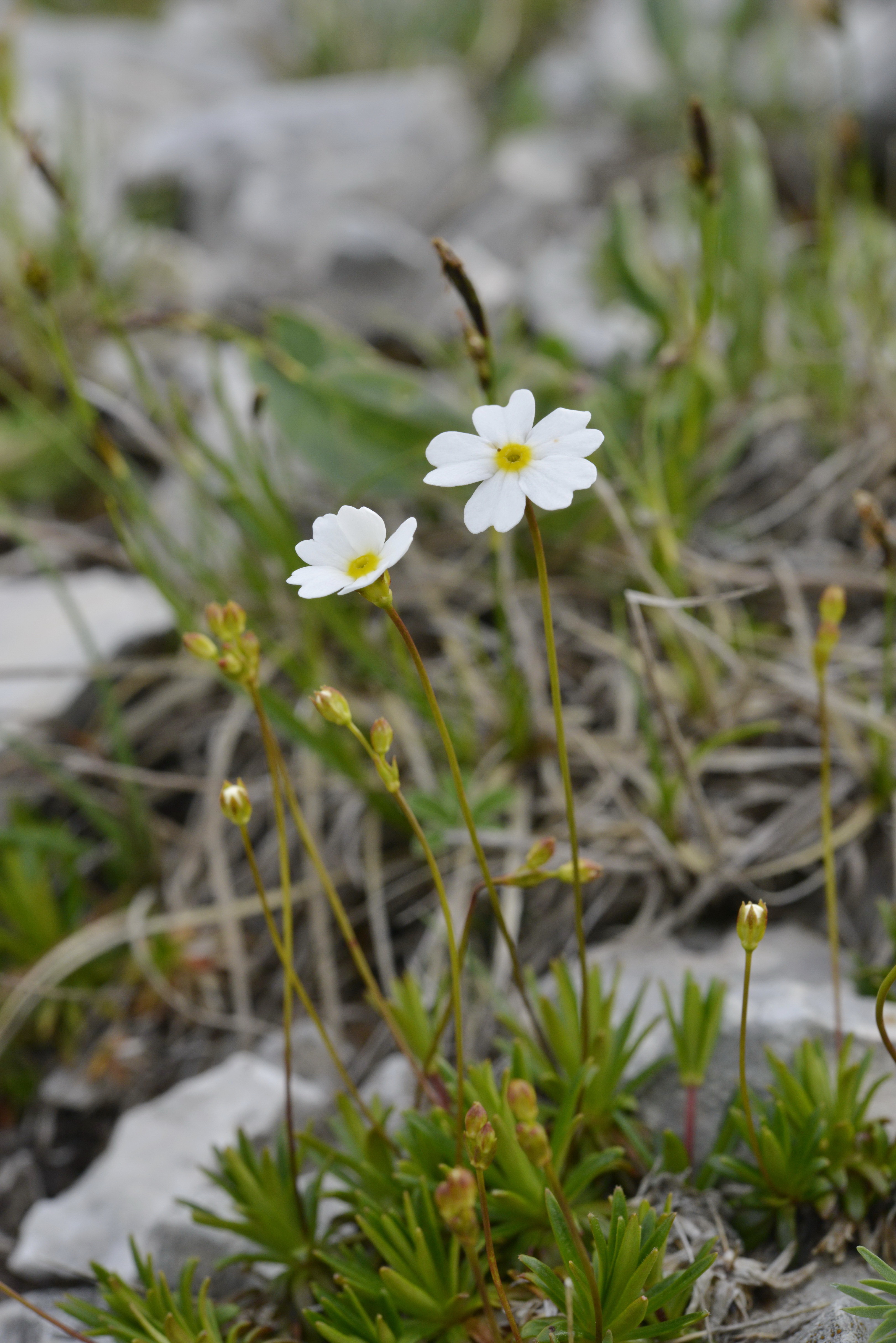Androsace lactea L.