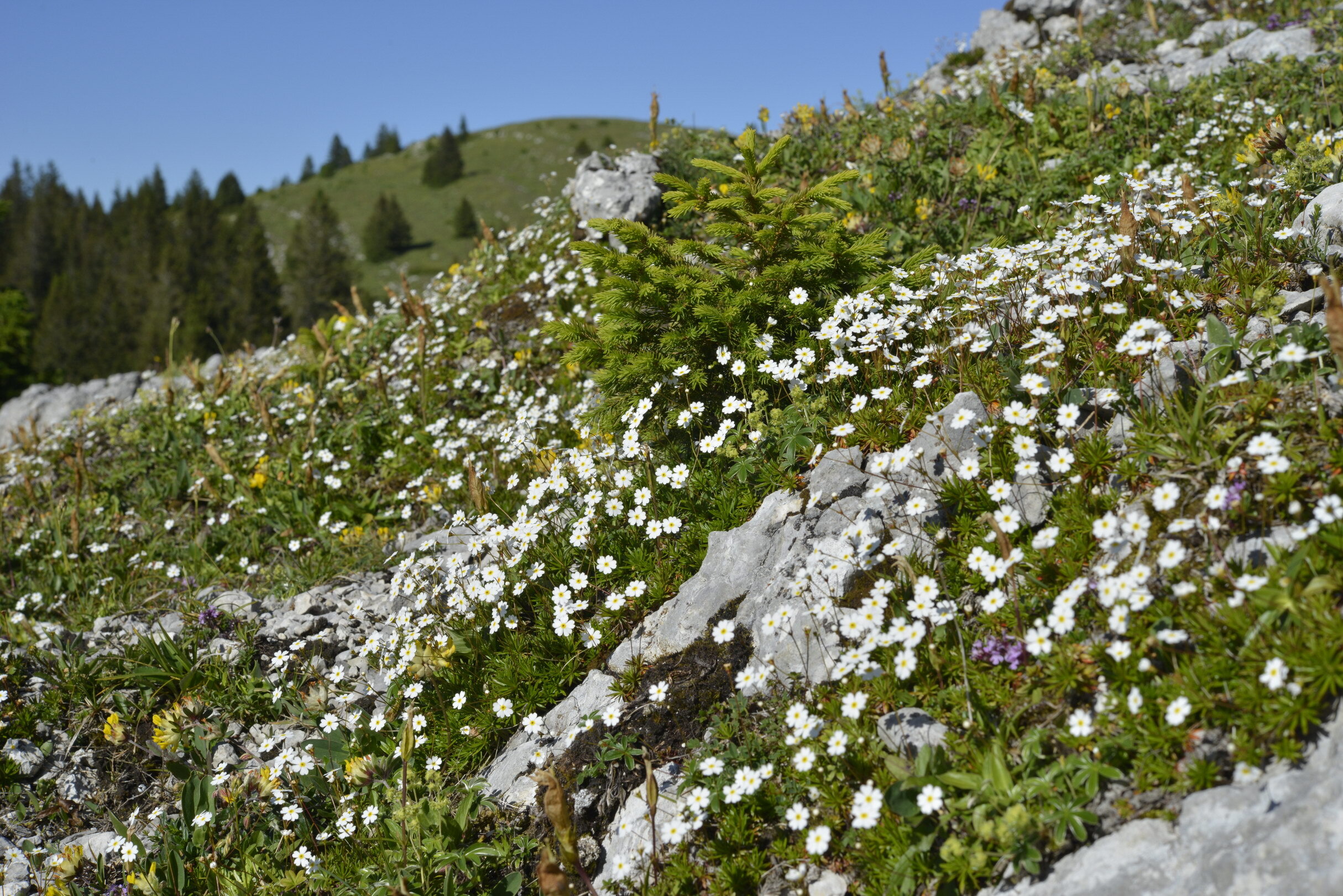 Androsace lactea L.