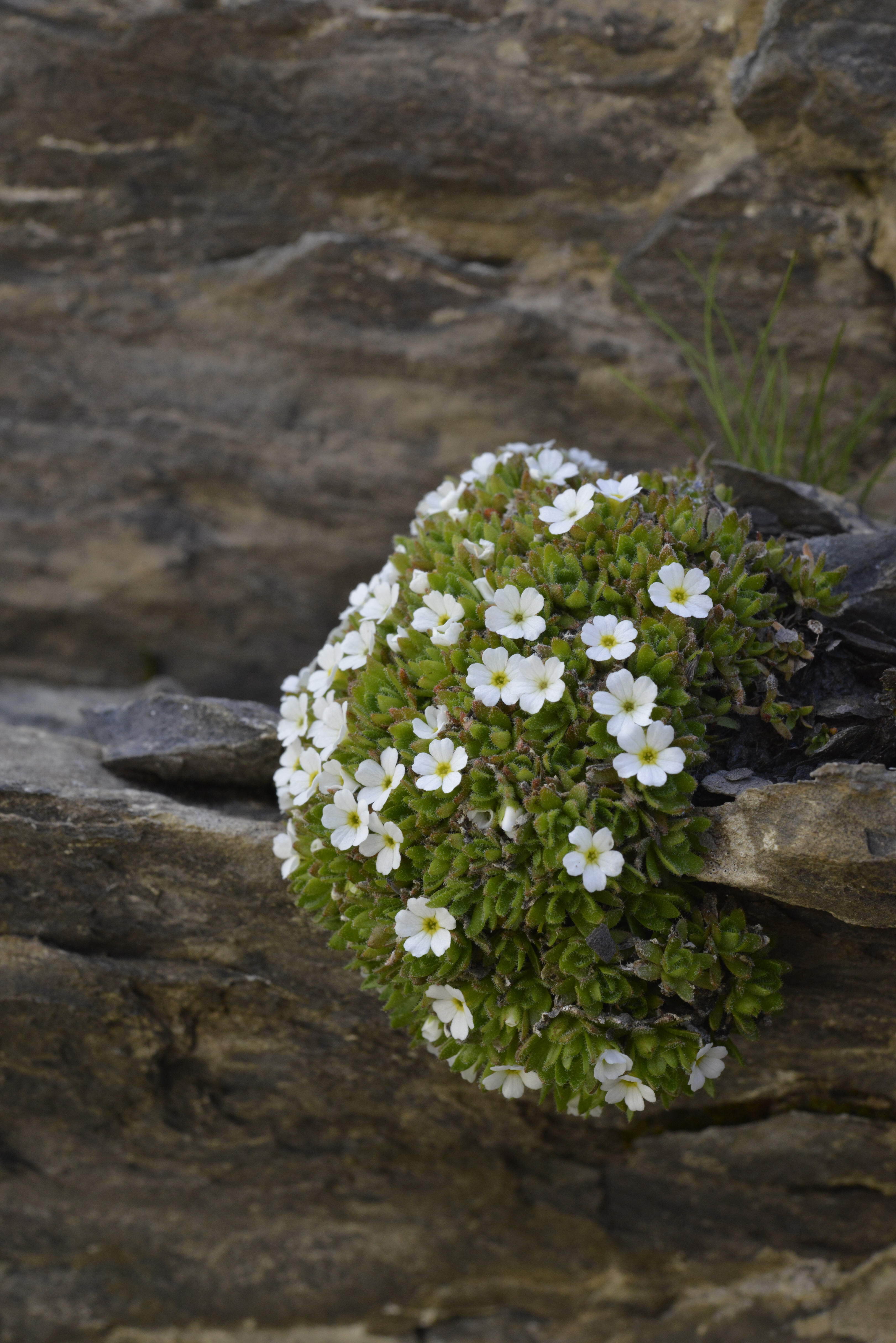 Androsace pubescens DC.