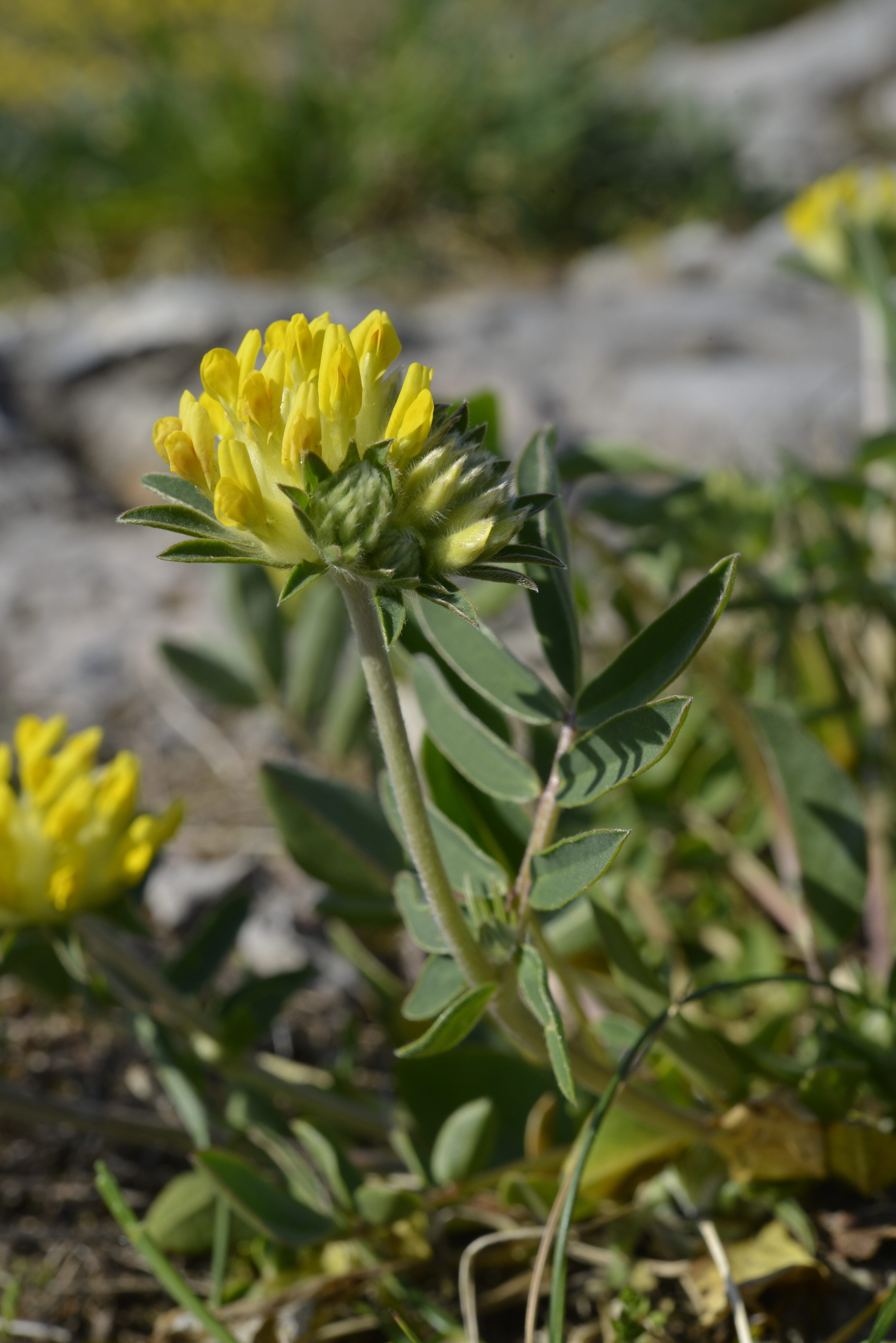 Anthyllis vulneraria subsp. carpatica (Pant.) Nyman