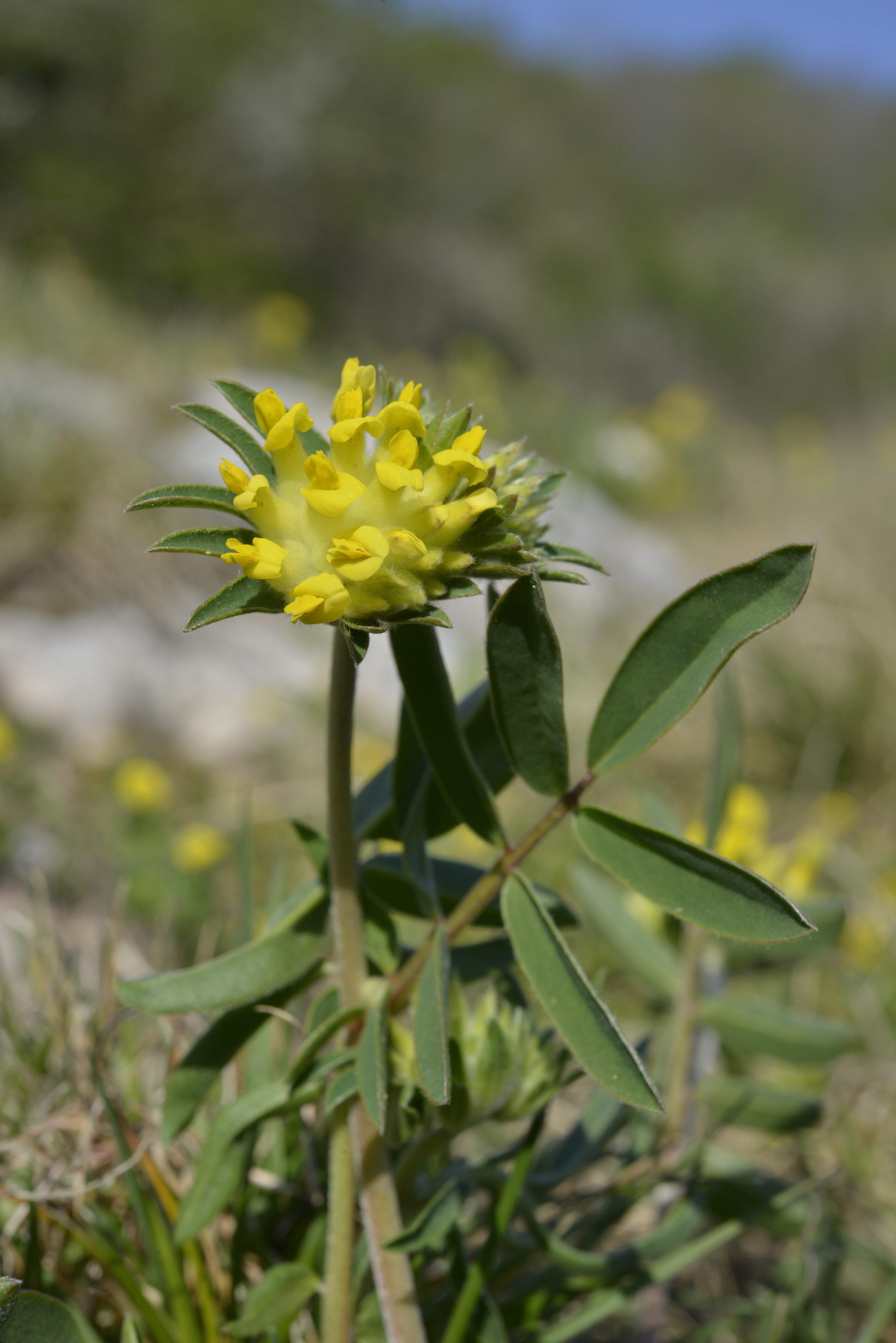 Anthyllis vulneraria subsp. carpatica (Pant.) Nyman