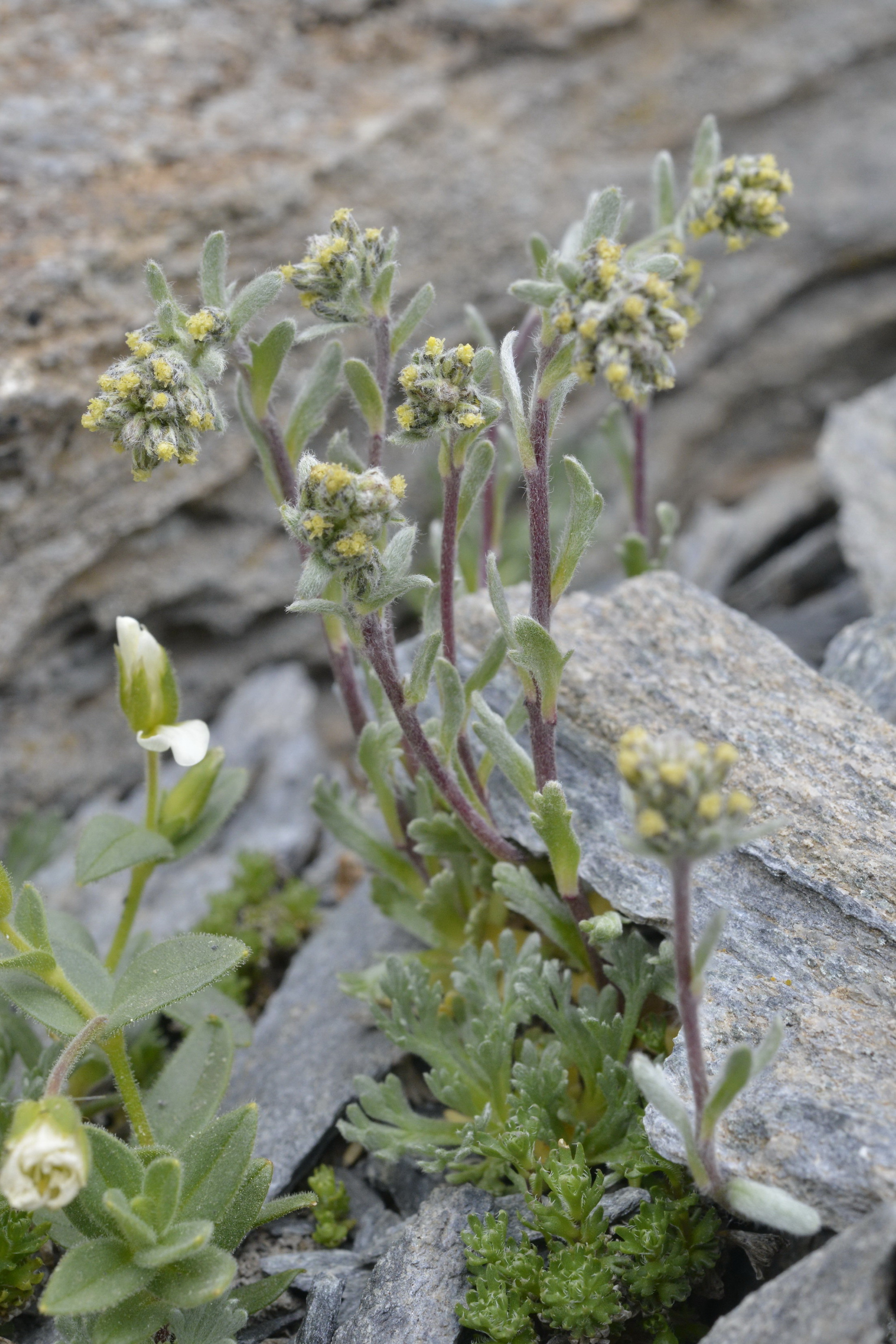 Artemisia genipi Weber
