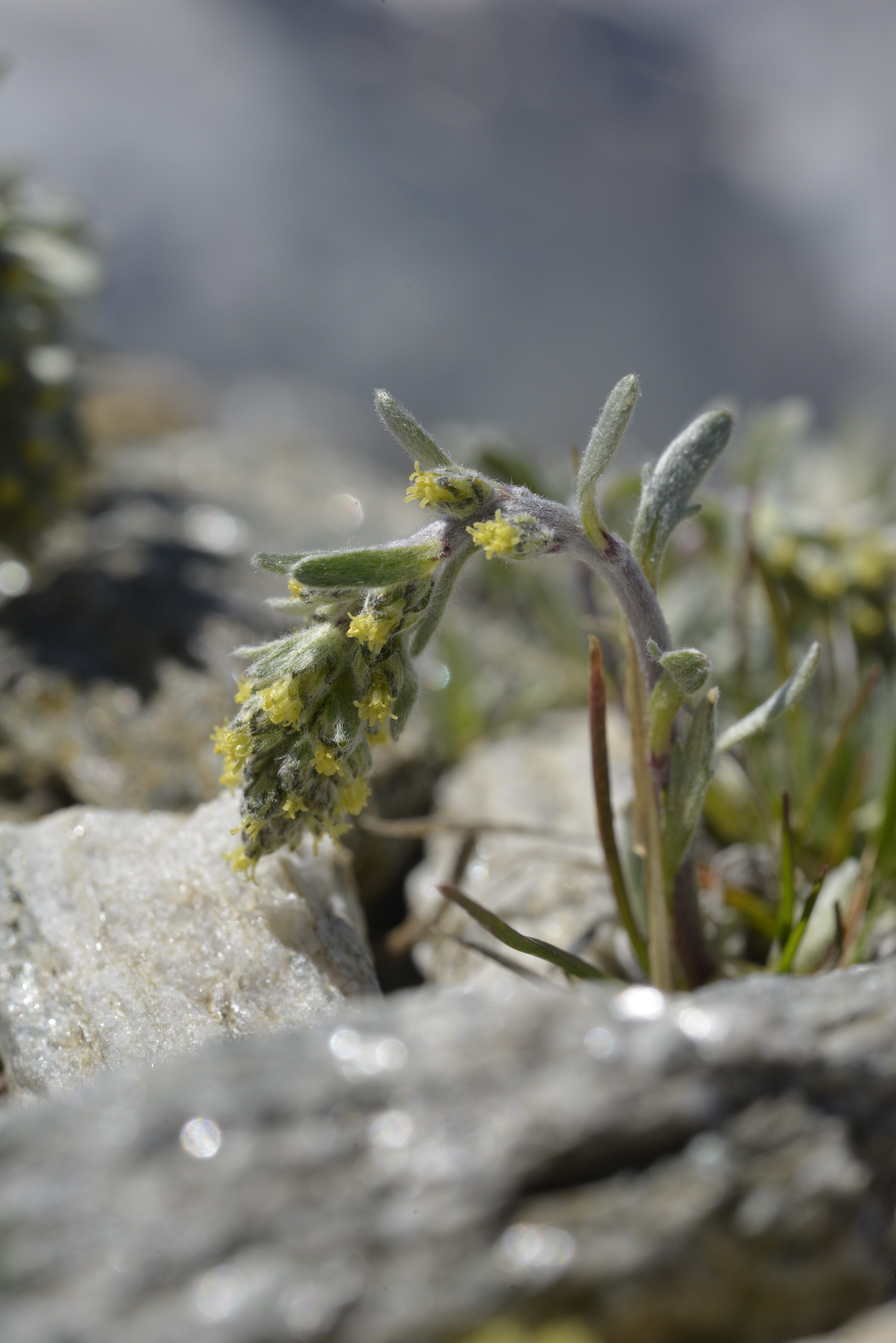 Artemisia genipi Weber