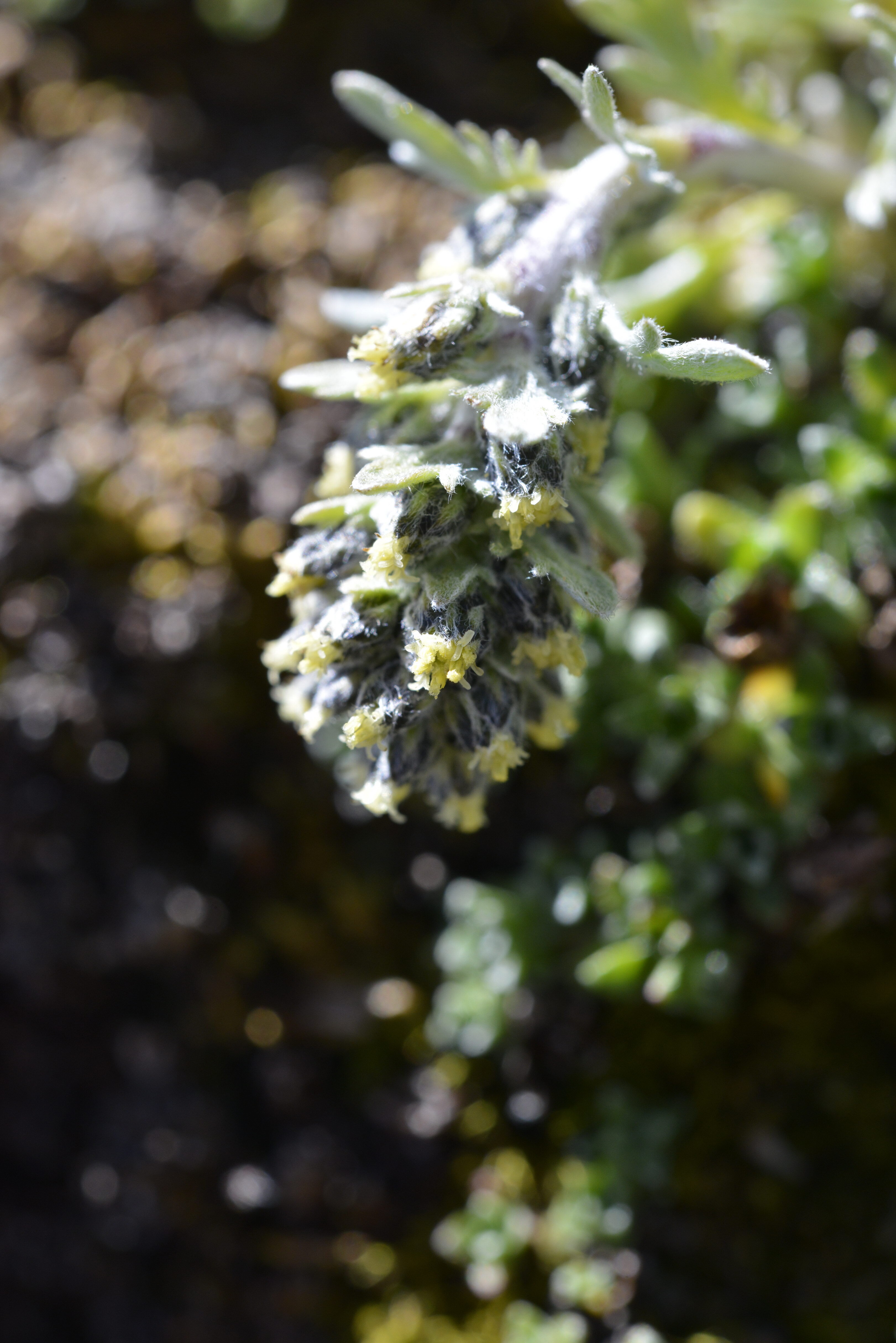 Artemisia genipi Weber