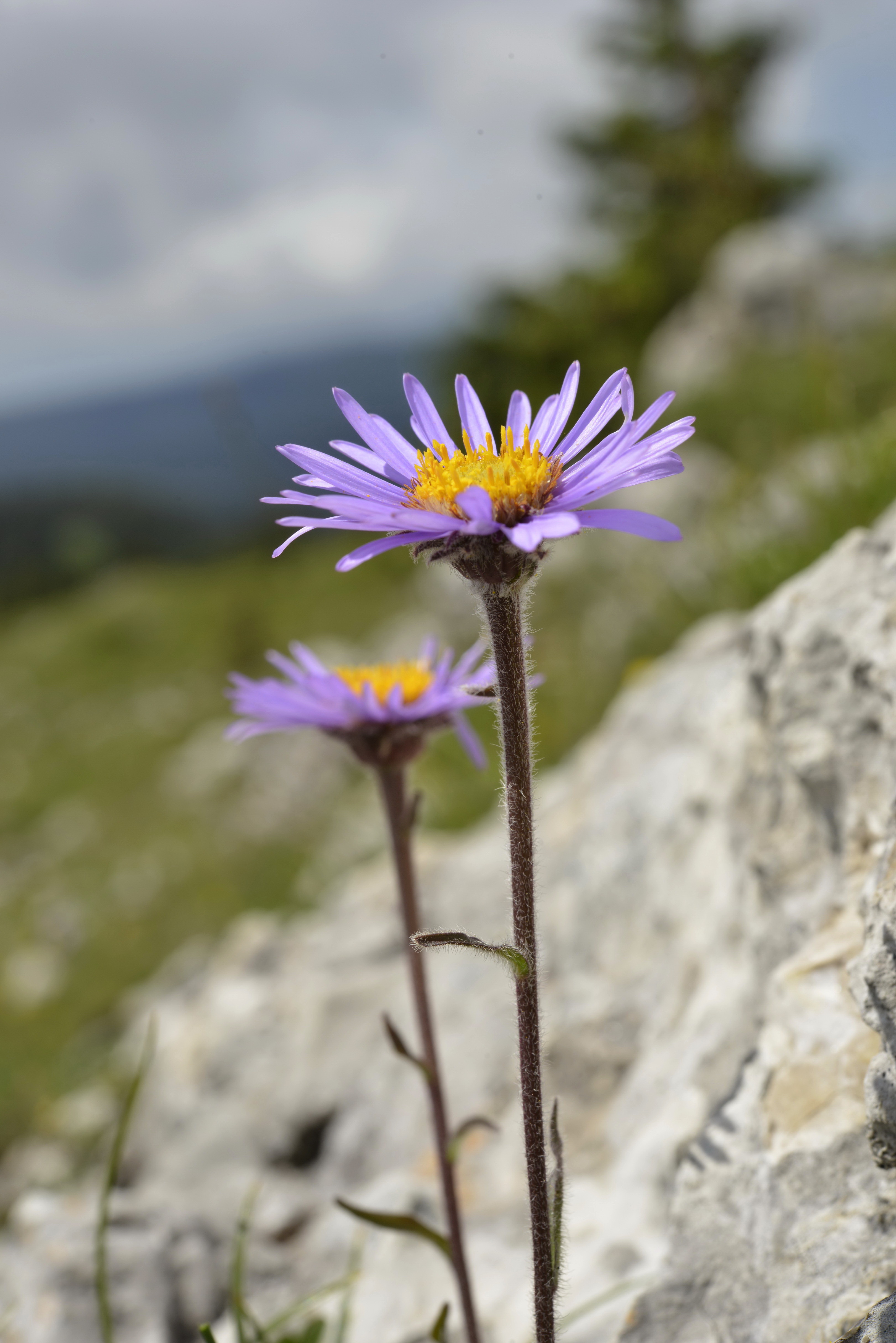 Aster alpinus L.