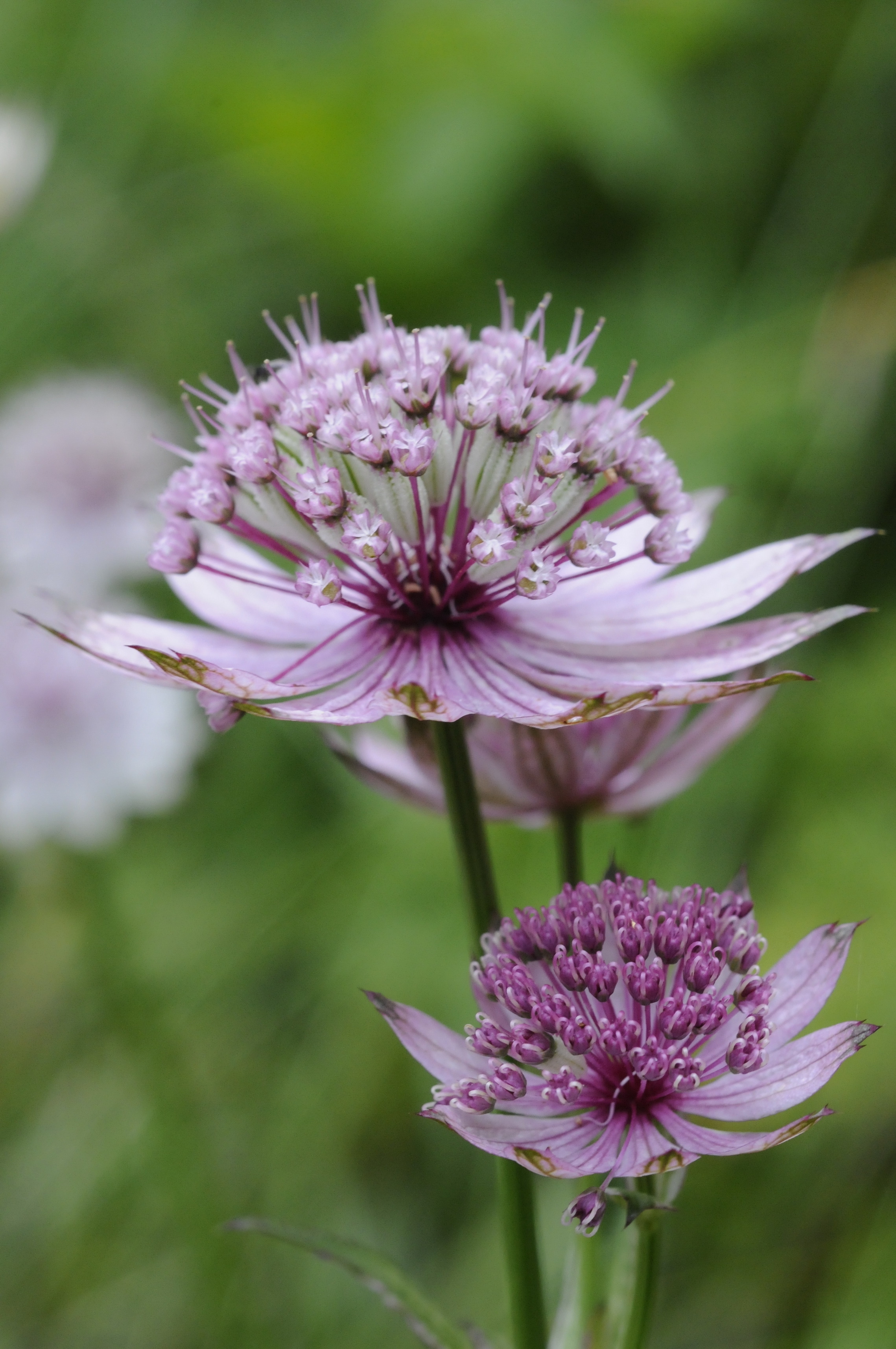 Astrantia major L.