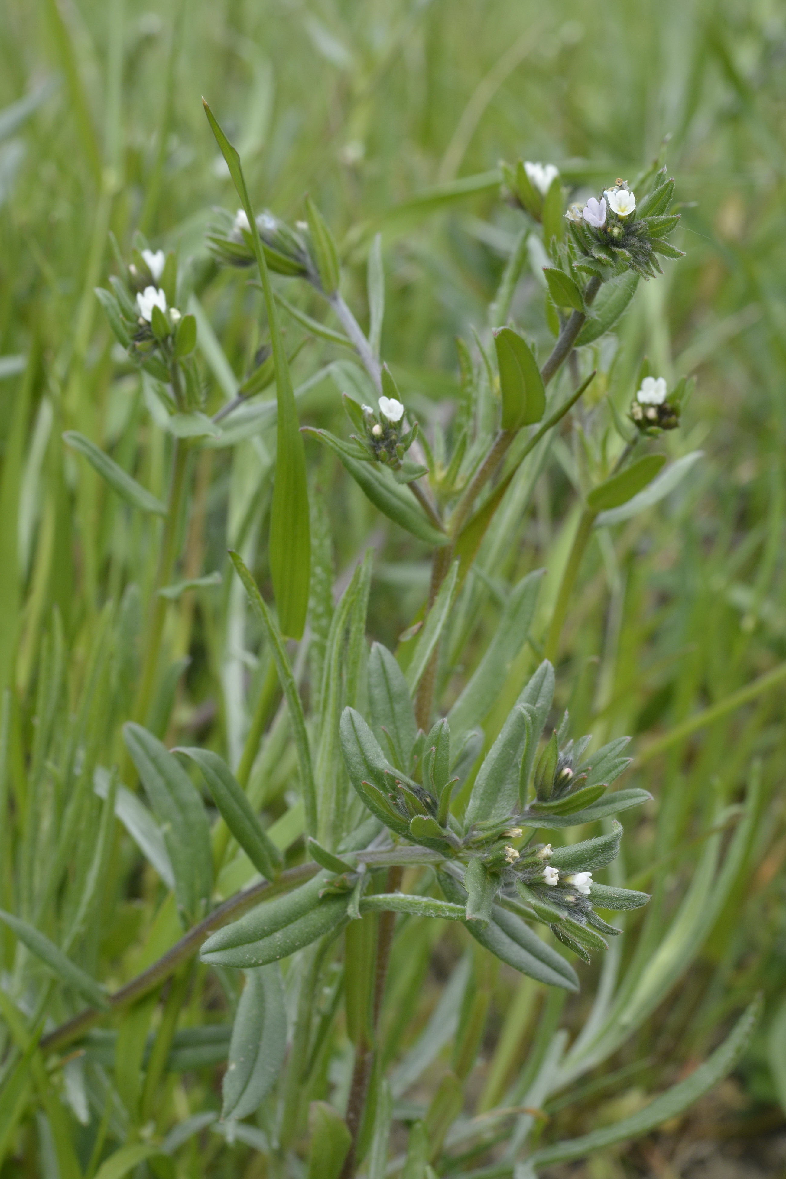 Buglossoides arvensis (L.) I. M. Johnst.