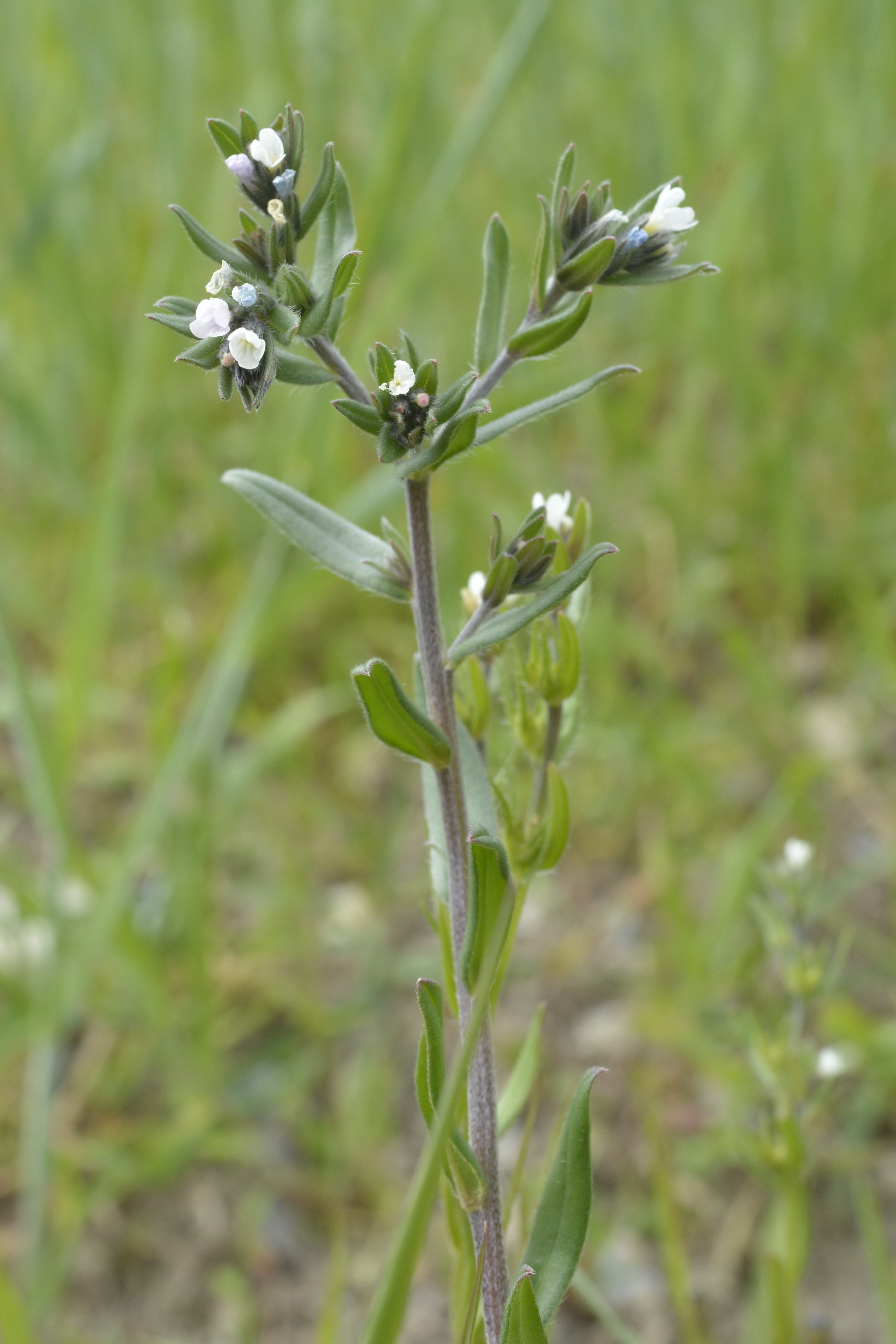Buglossoides arvensis (L.) I. M. Johnst.