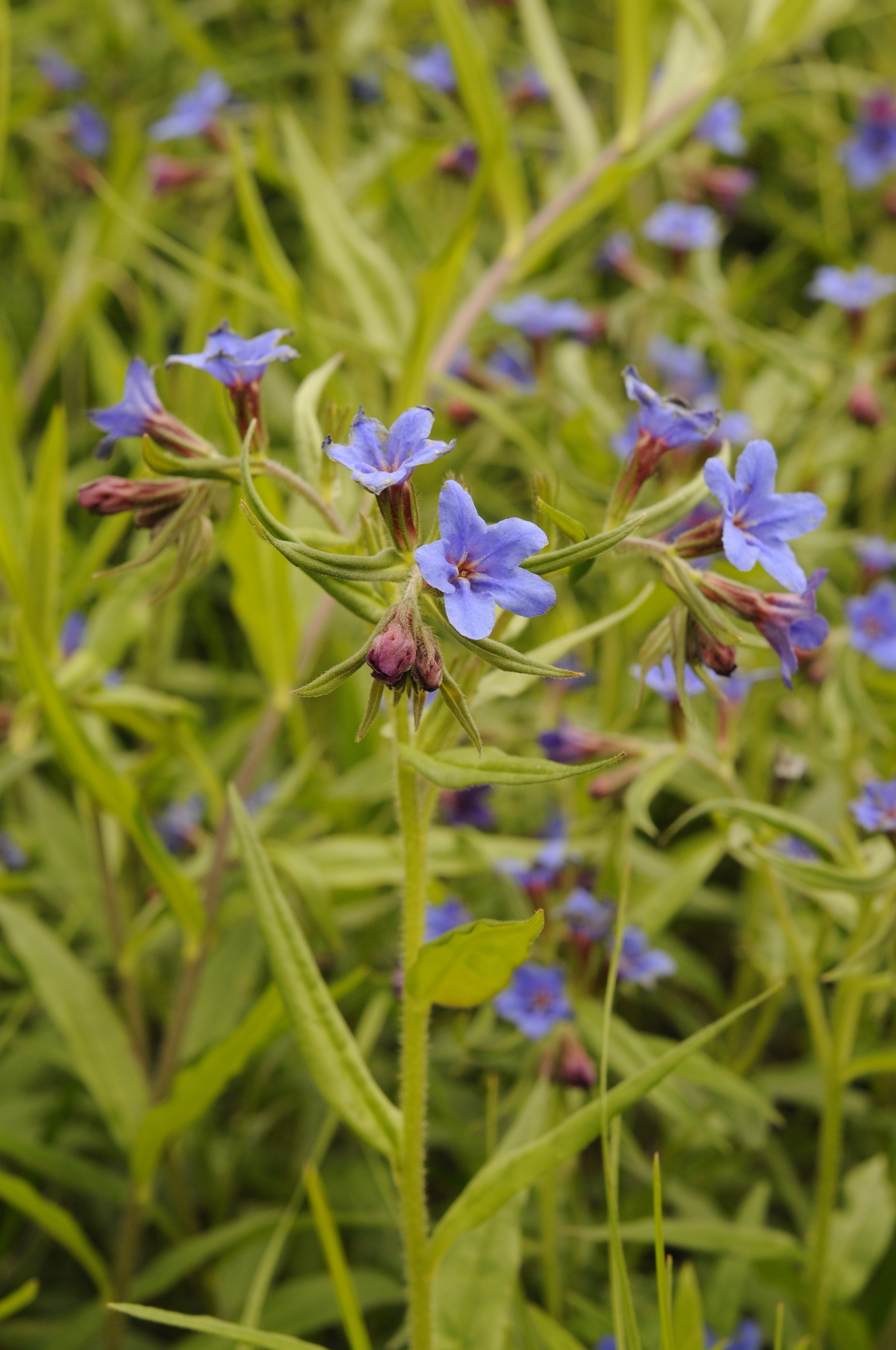 Buglossoides purpurocaerulea (L.) I. M. Johnst.