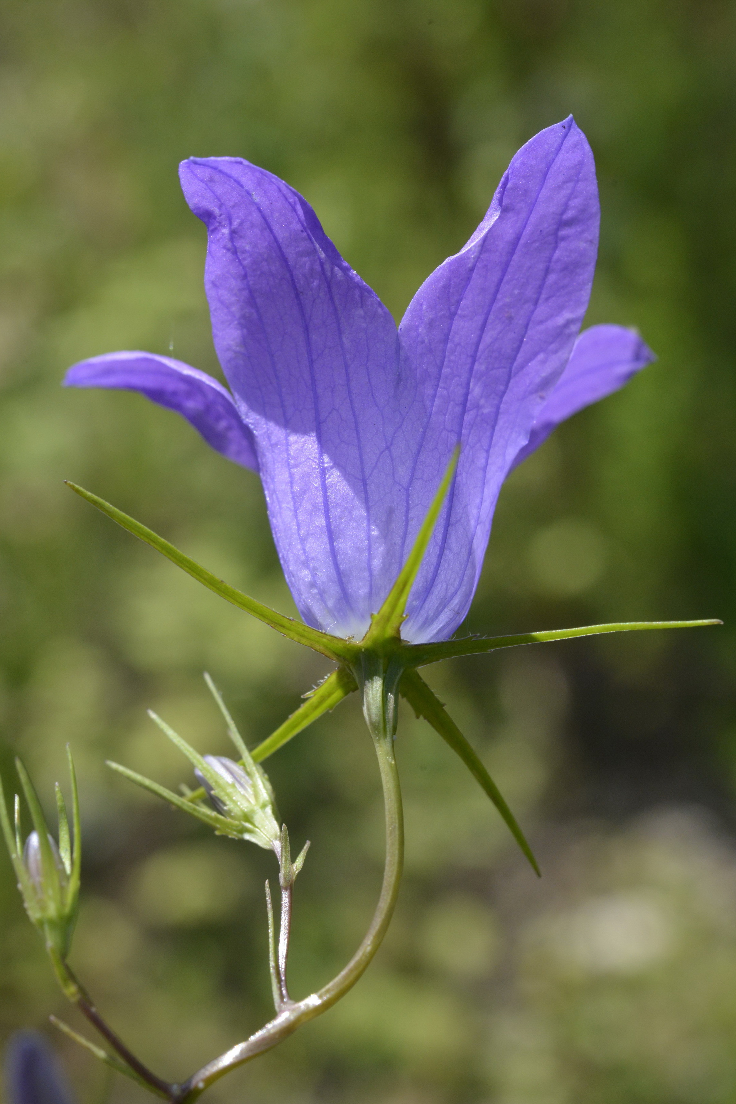 Campanula patula subsp. costae (Willk.) Nyman