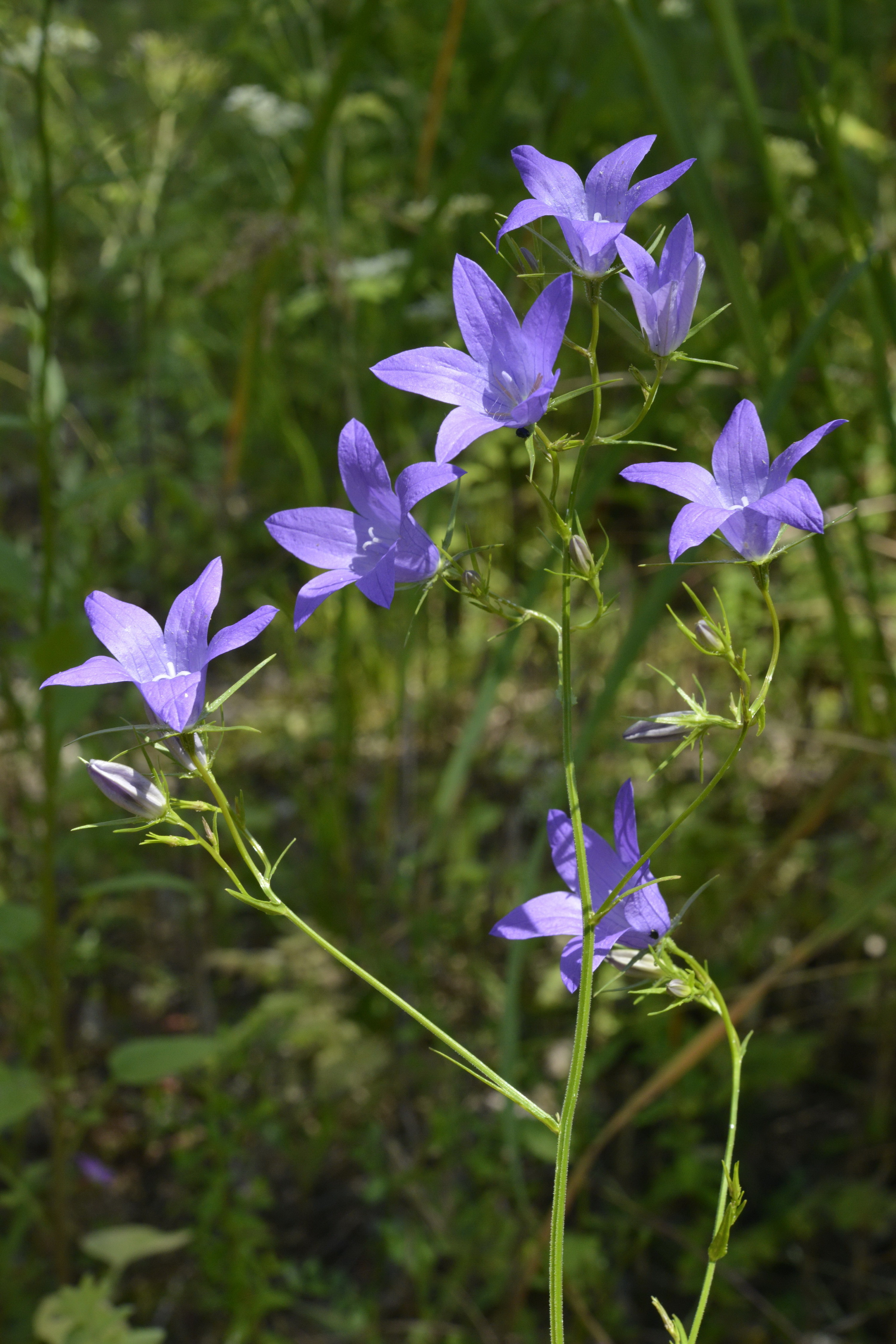 Campanula patula subsp. costae (Willk.) Nyman
