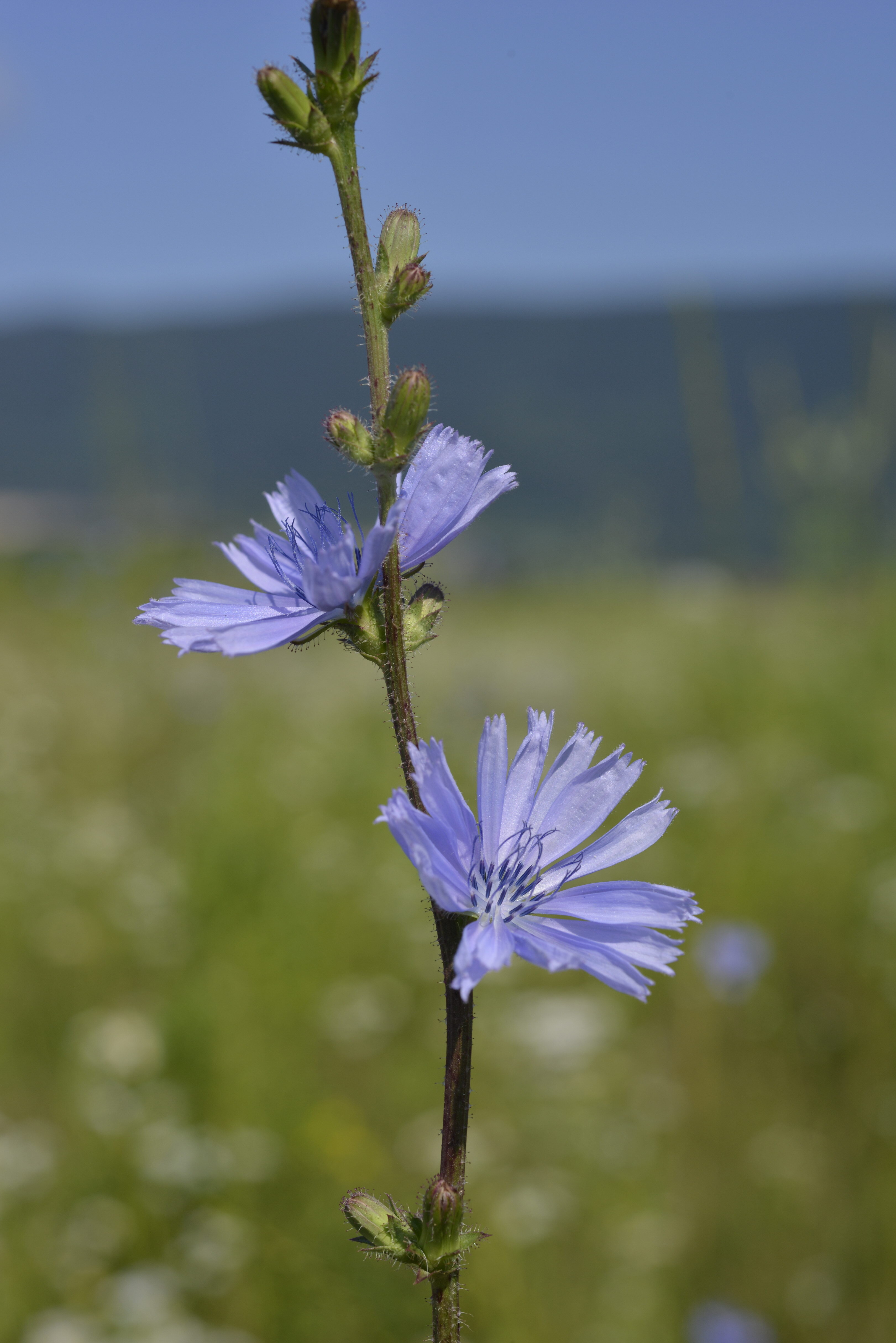 Cichorium intybus L.