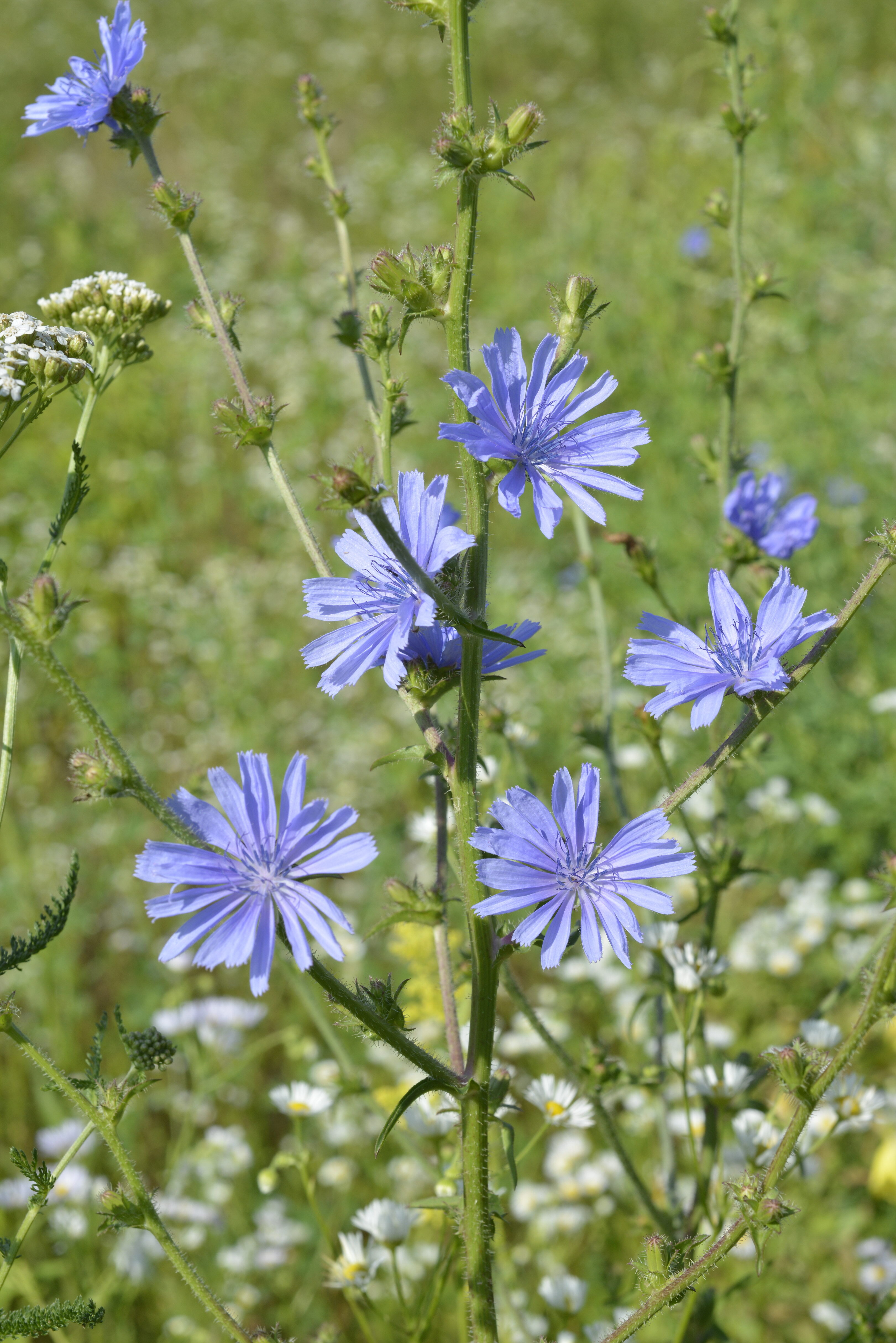 Cichorium intybus L.