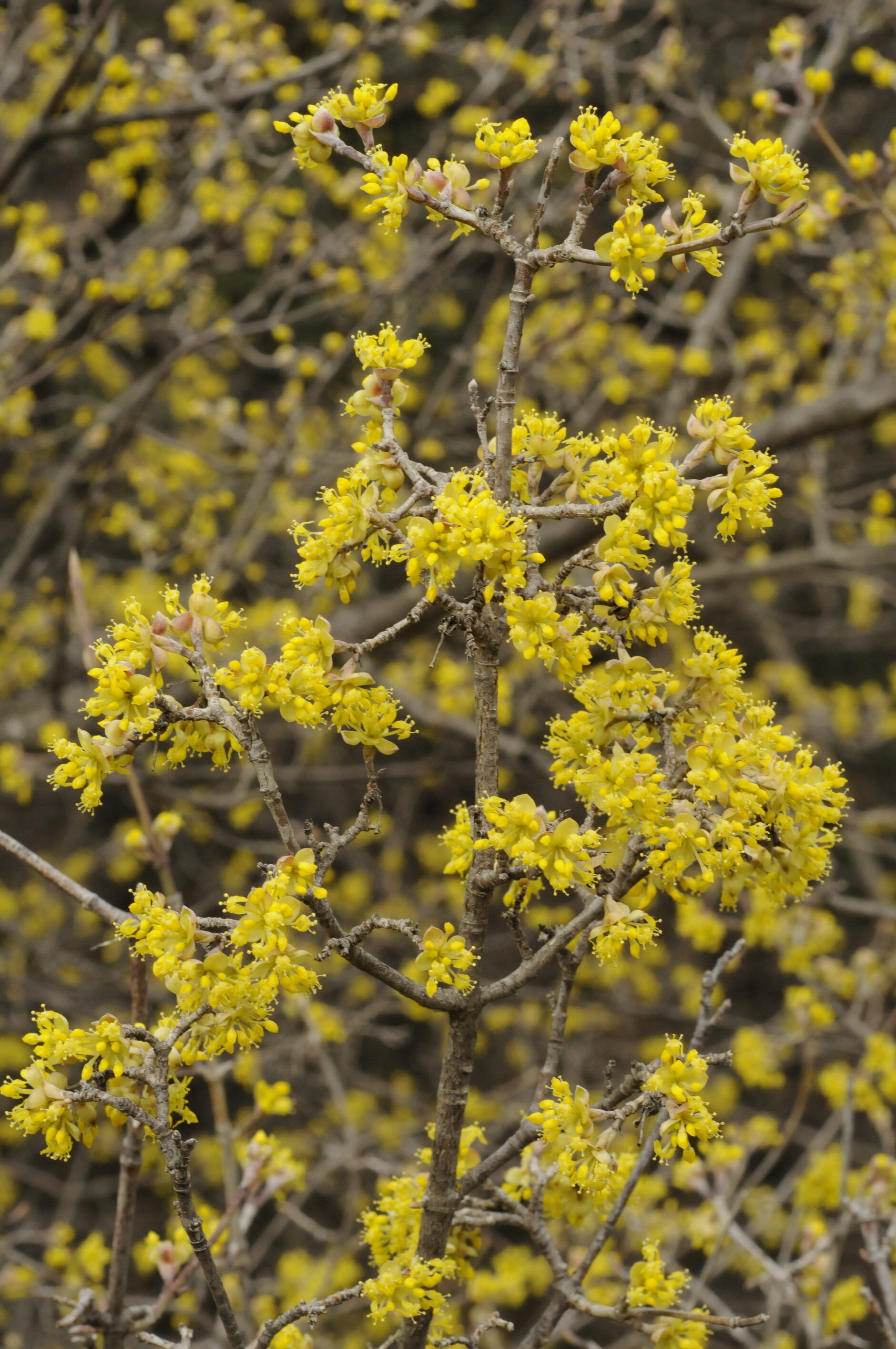 Cornus mas L.