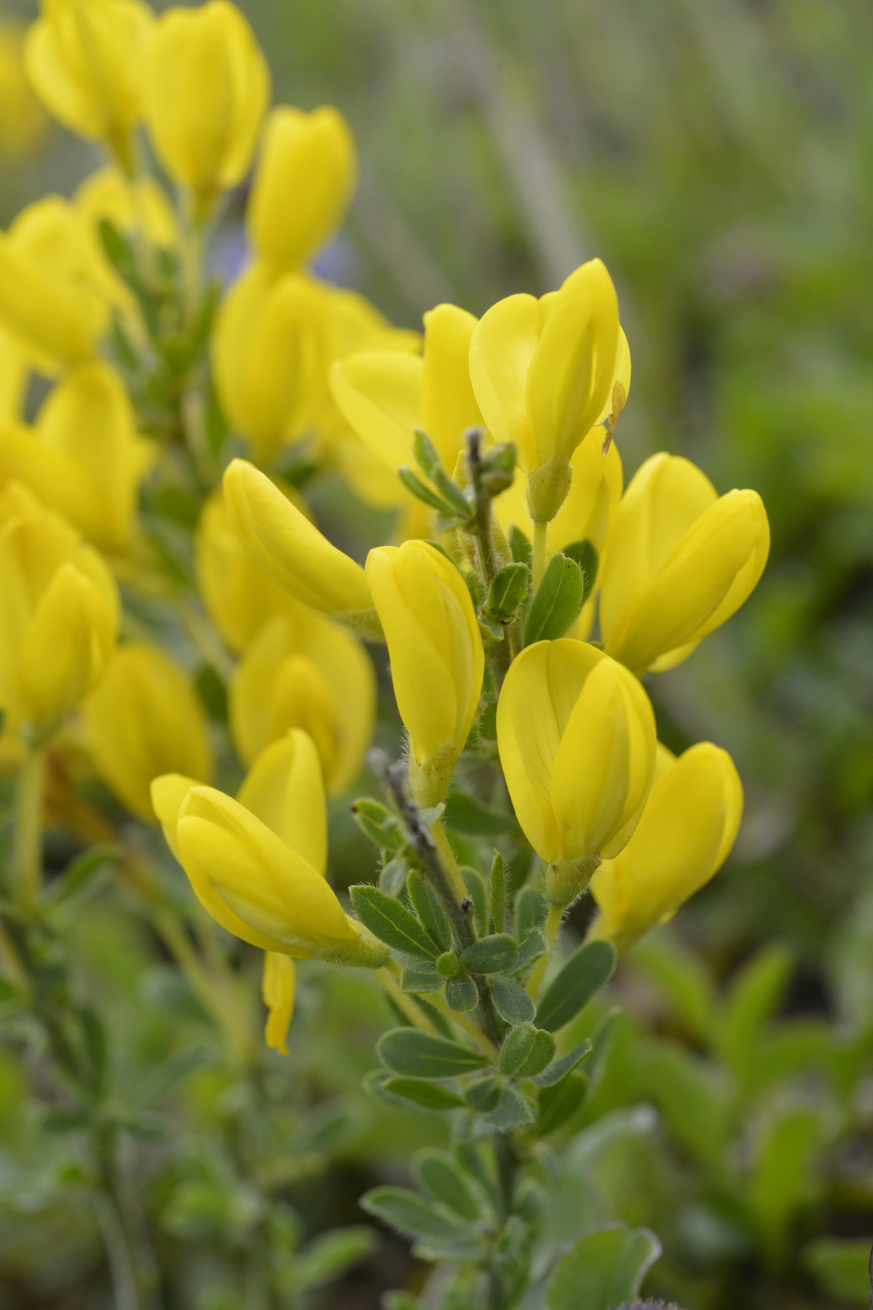 Cytisus decumbens (Durande) Spach