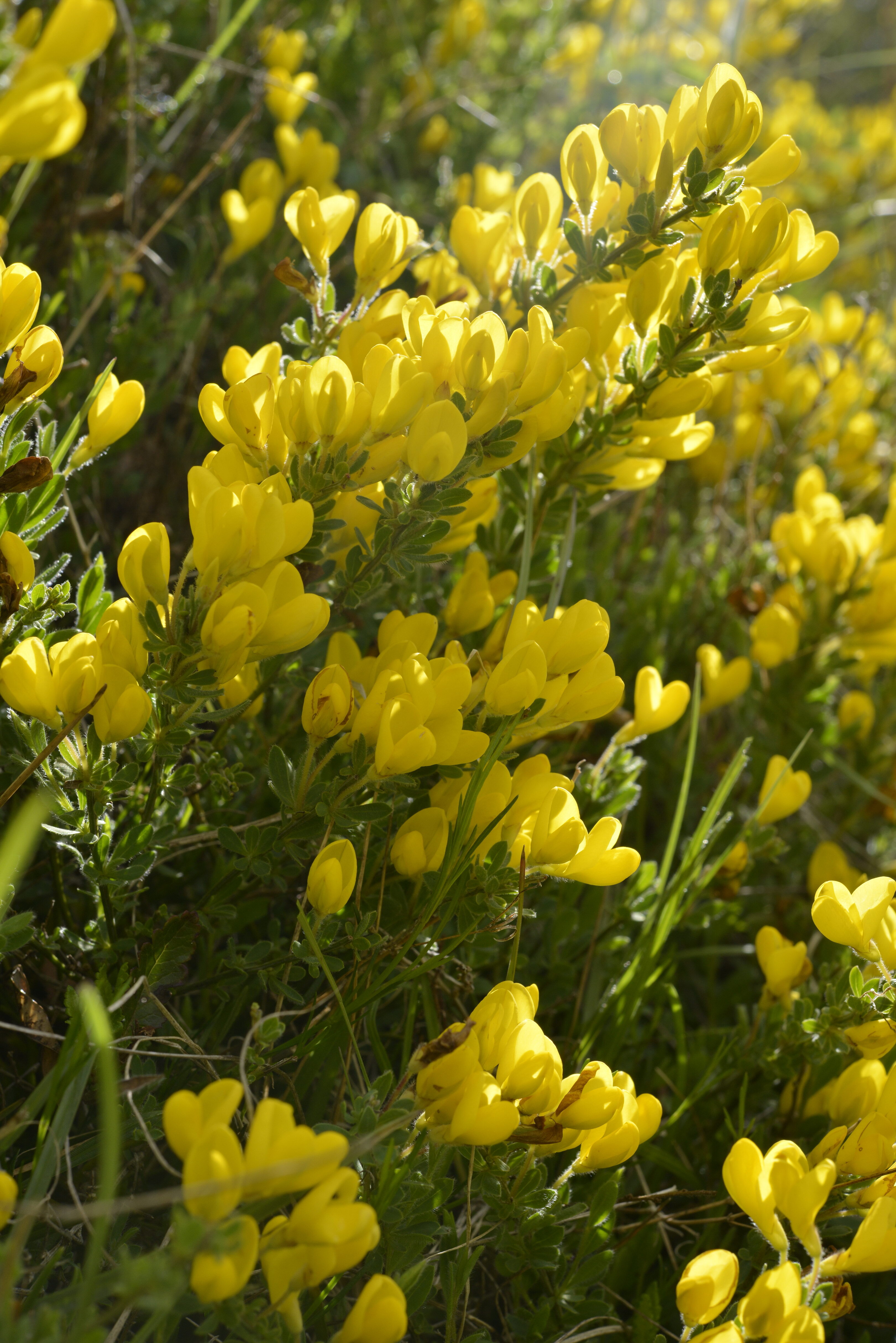 Cytisus decumbens (Durande) Spach