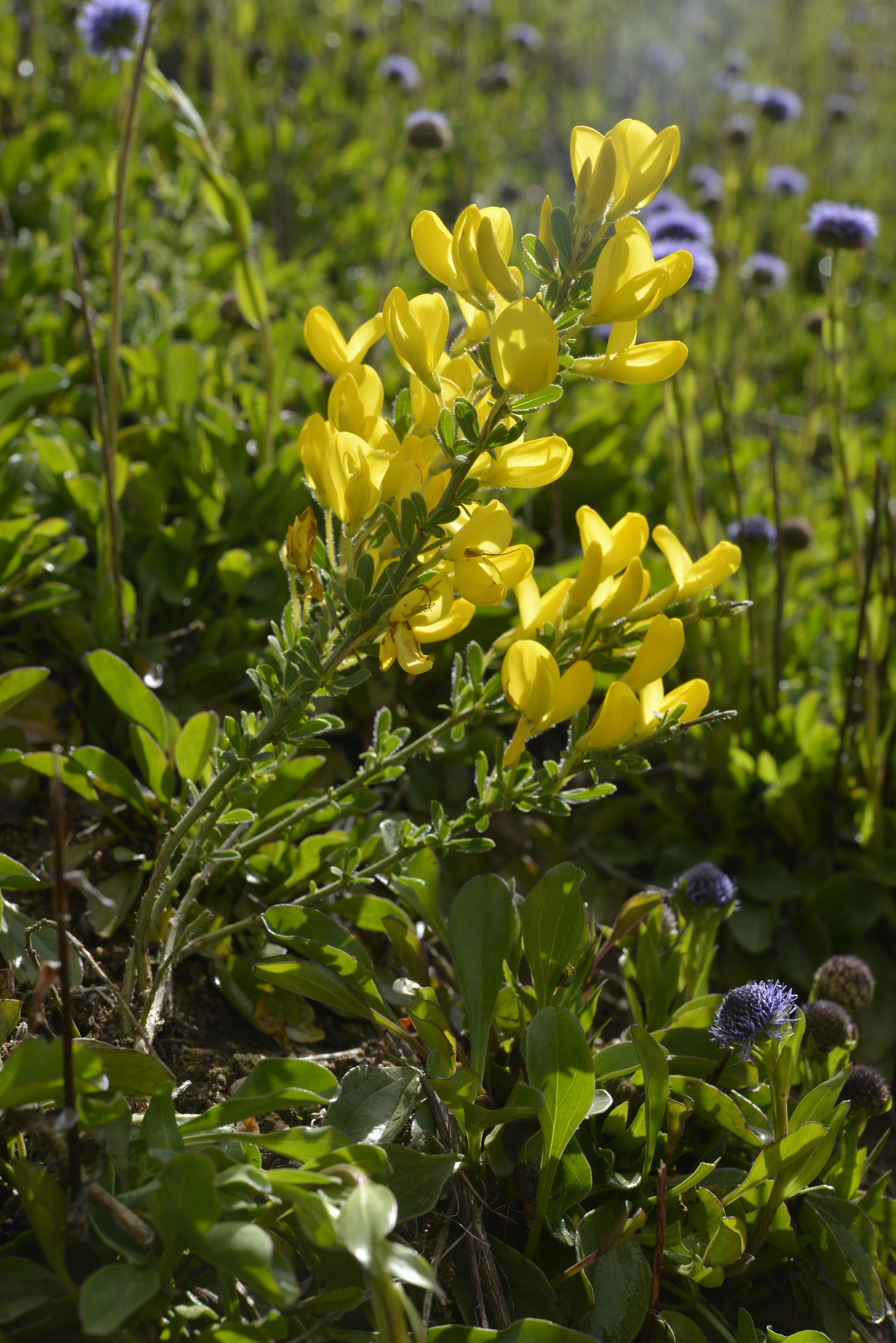 Cytisus decumbens (Durande) Spach