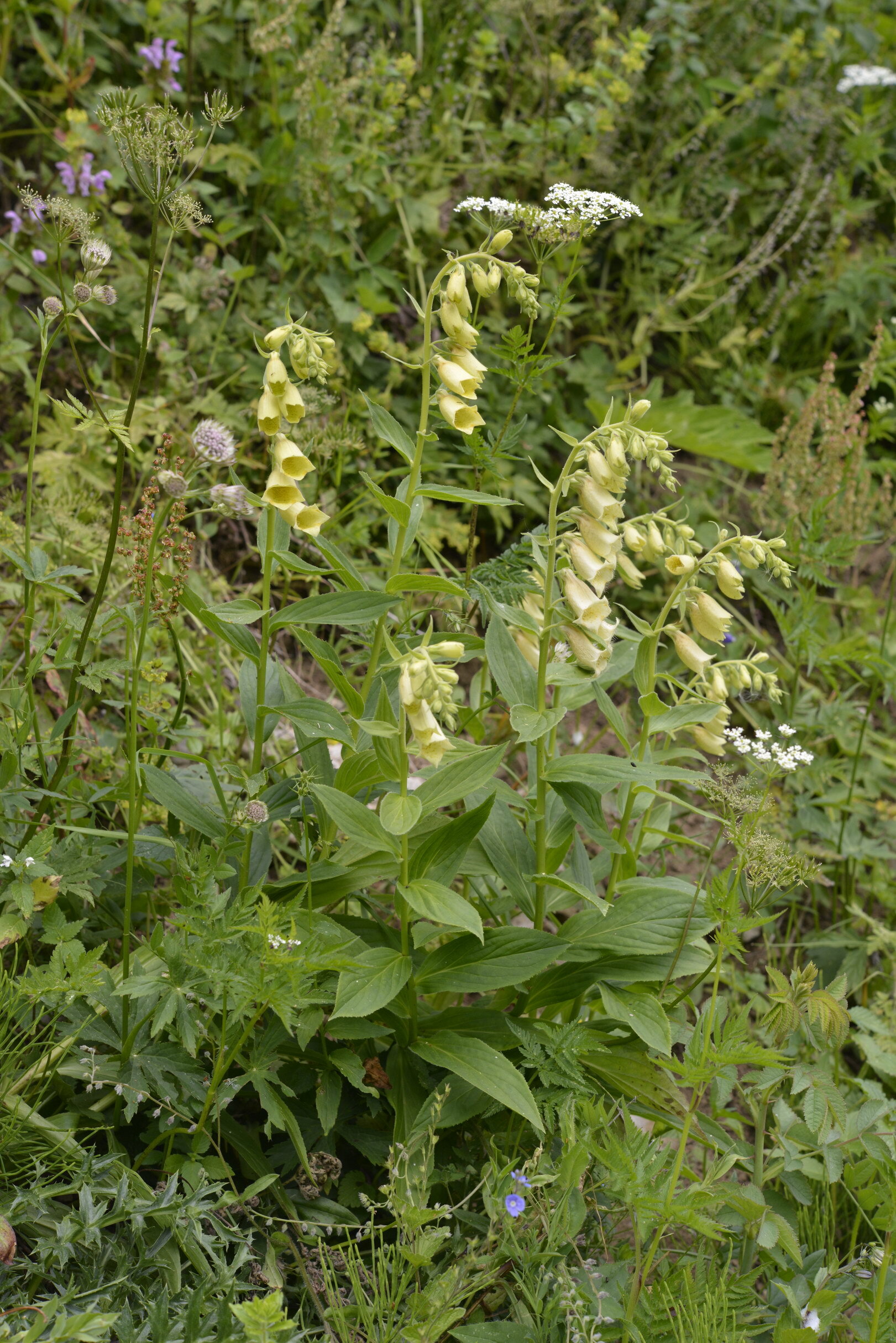 Digitalis grandiflora Mill.