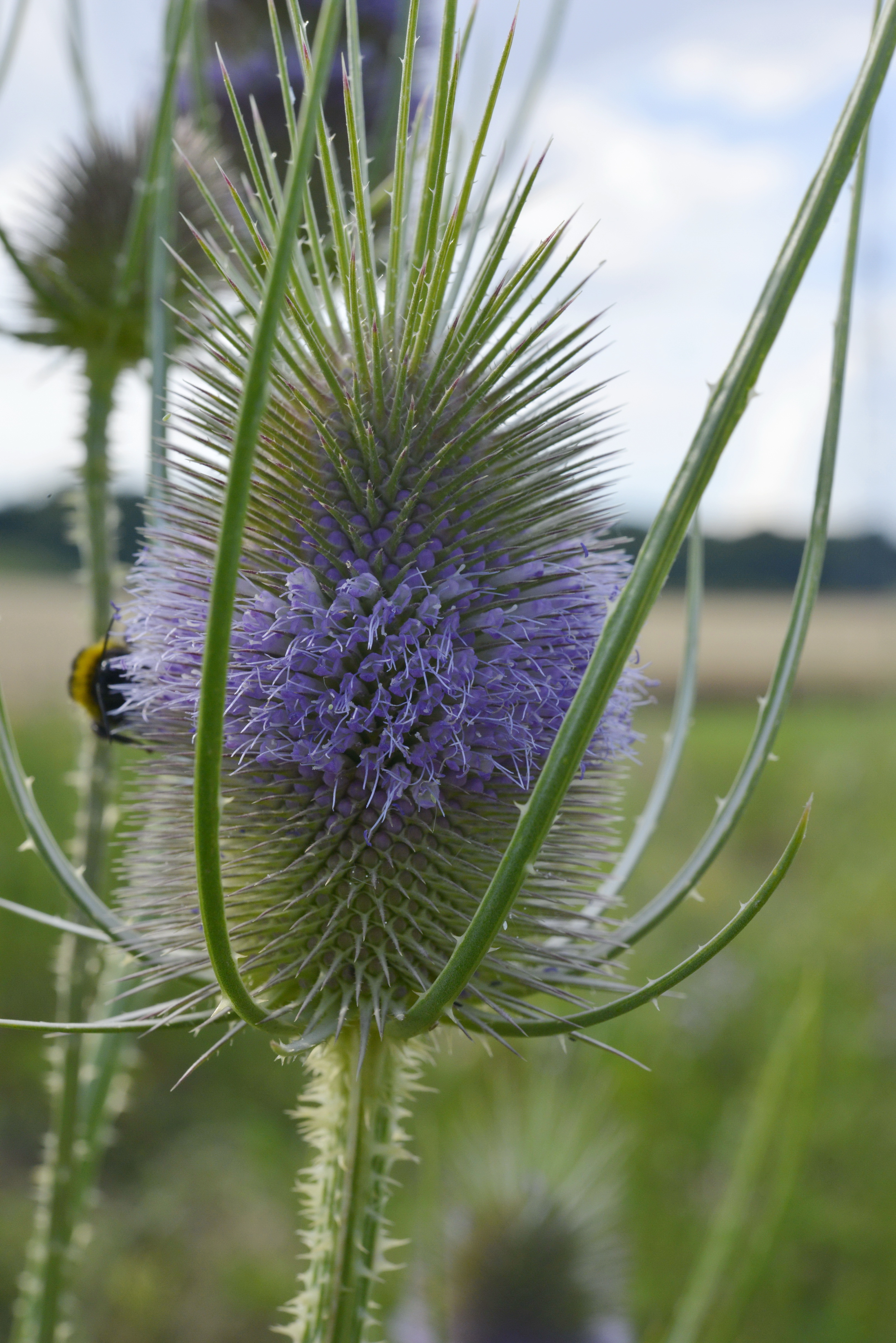 Dipsacus fullonum L.