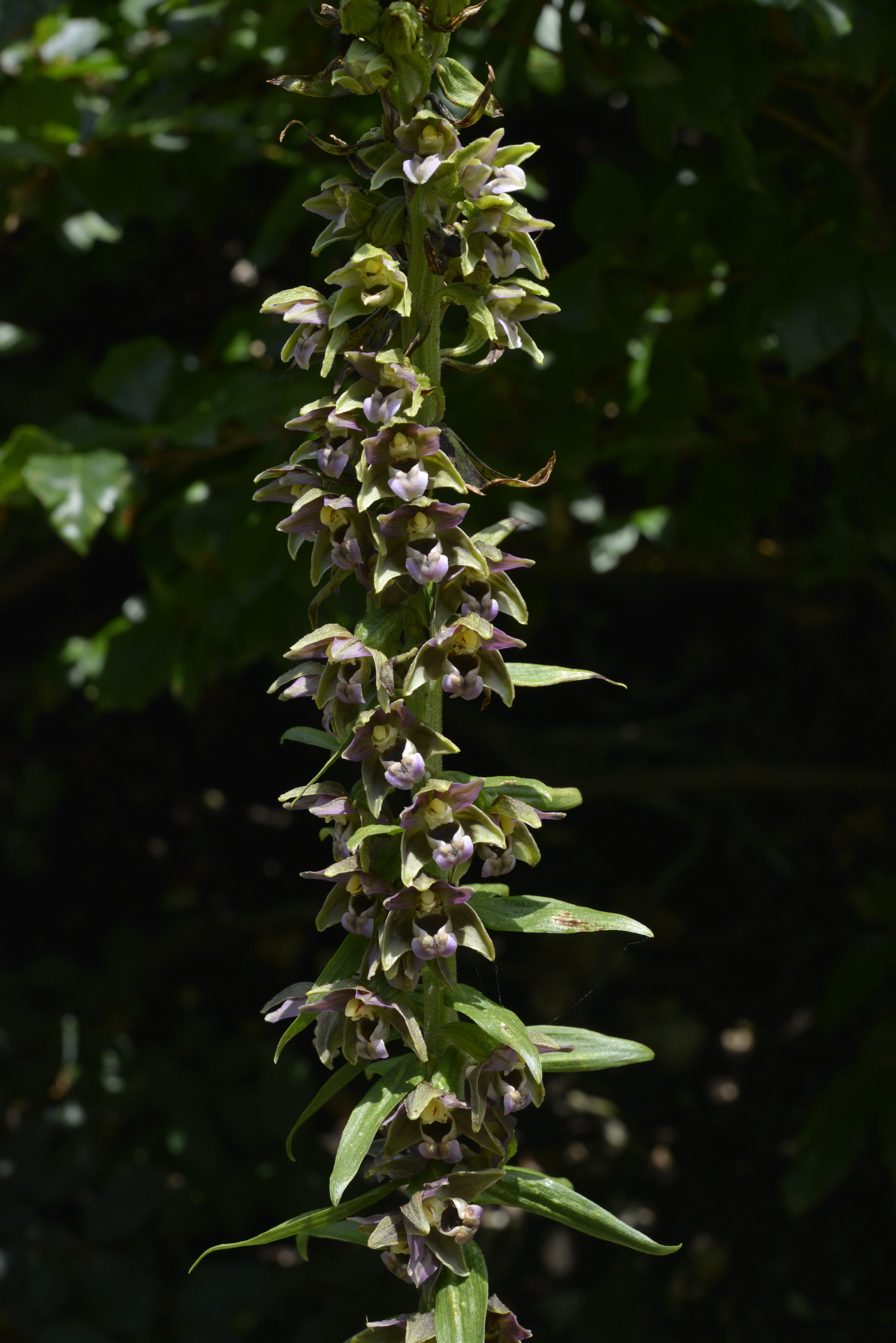 Epipactis helleborine (L.) Crantz