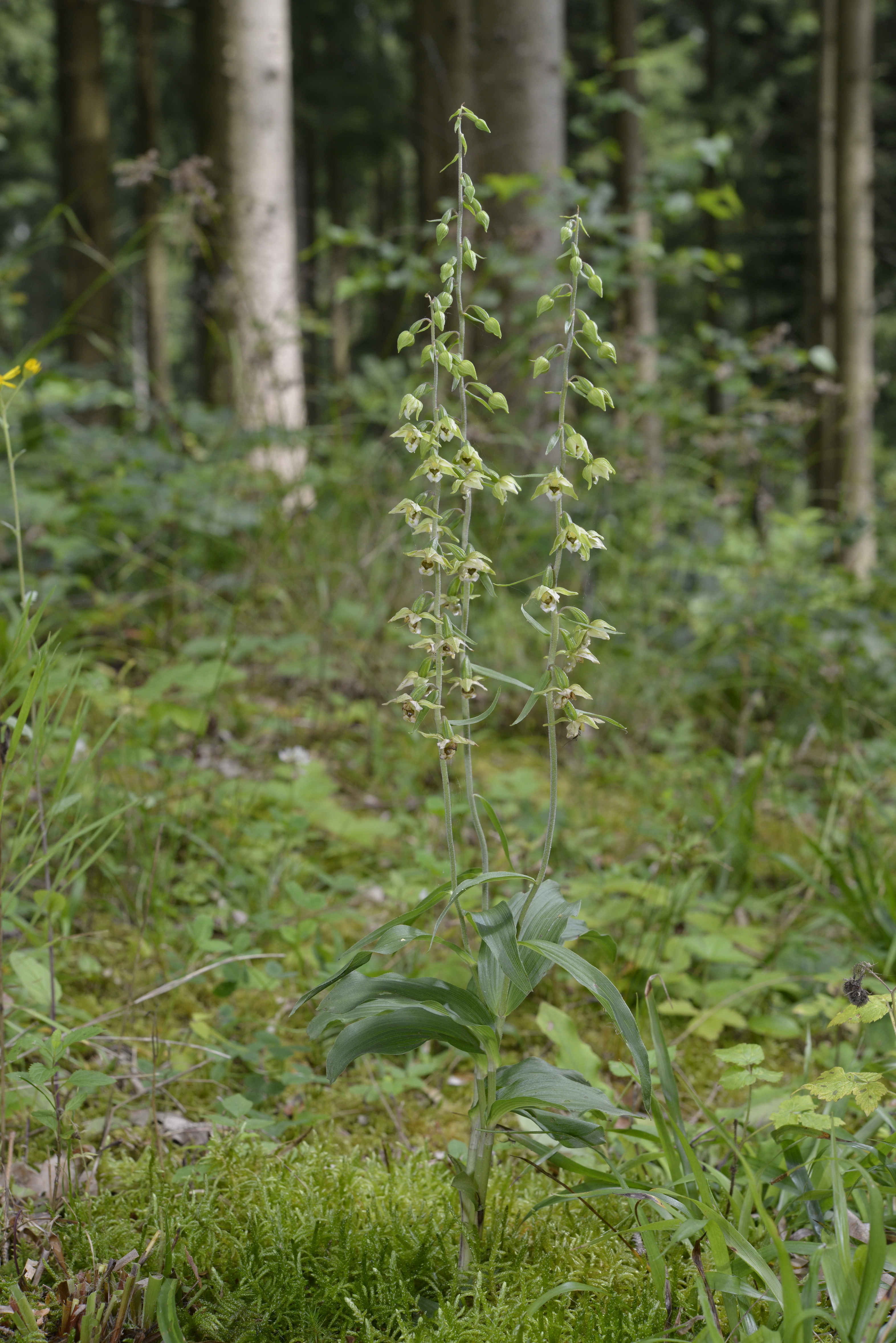 Epipactis helleborine (L.) Crantz