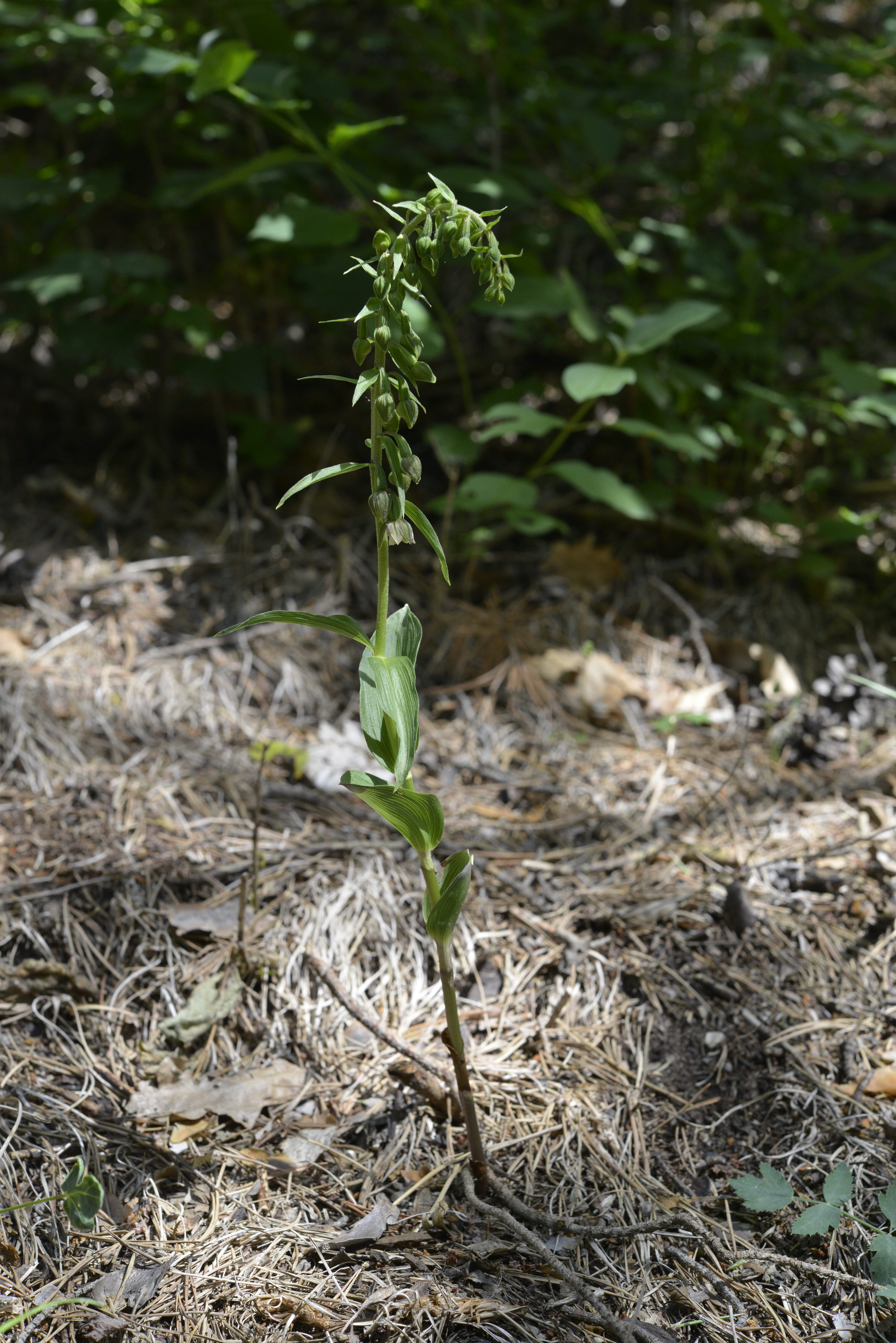 Epipactis rhodanensis Gévaudan & Robatsch