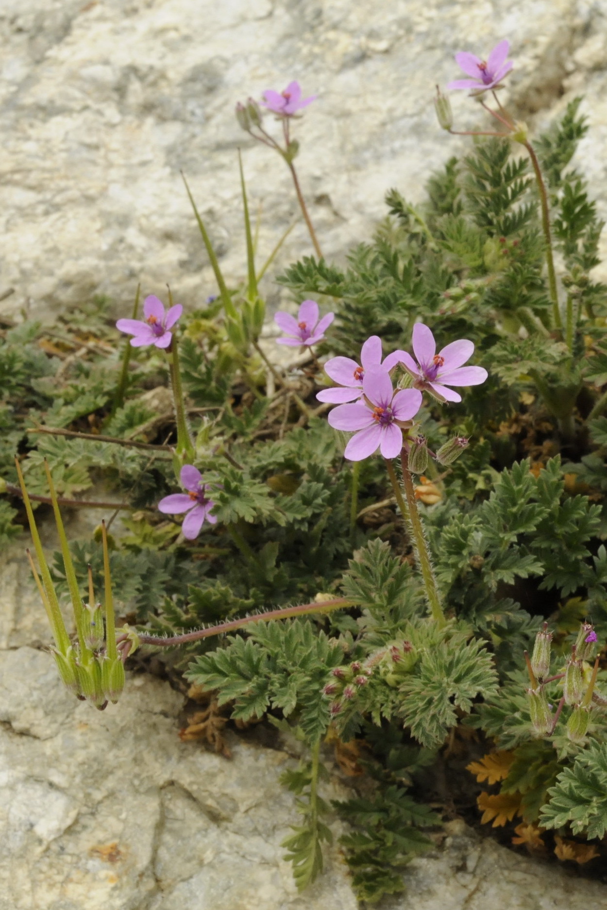 Erodium cicutarium (L.) L'Hér.