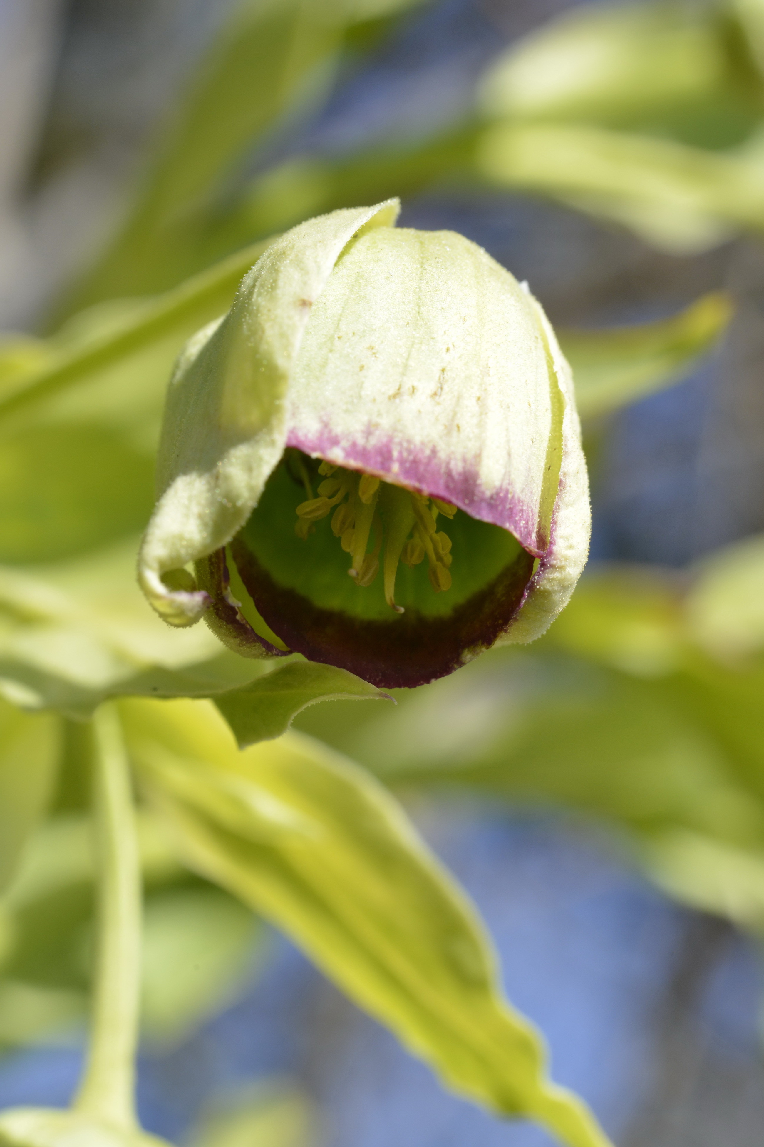 Helleborus foetidus L.