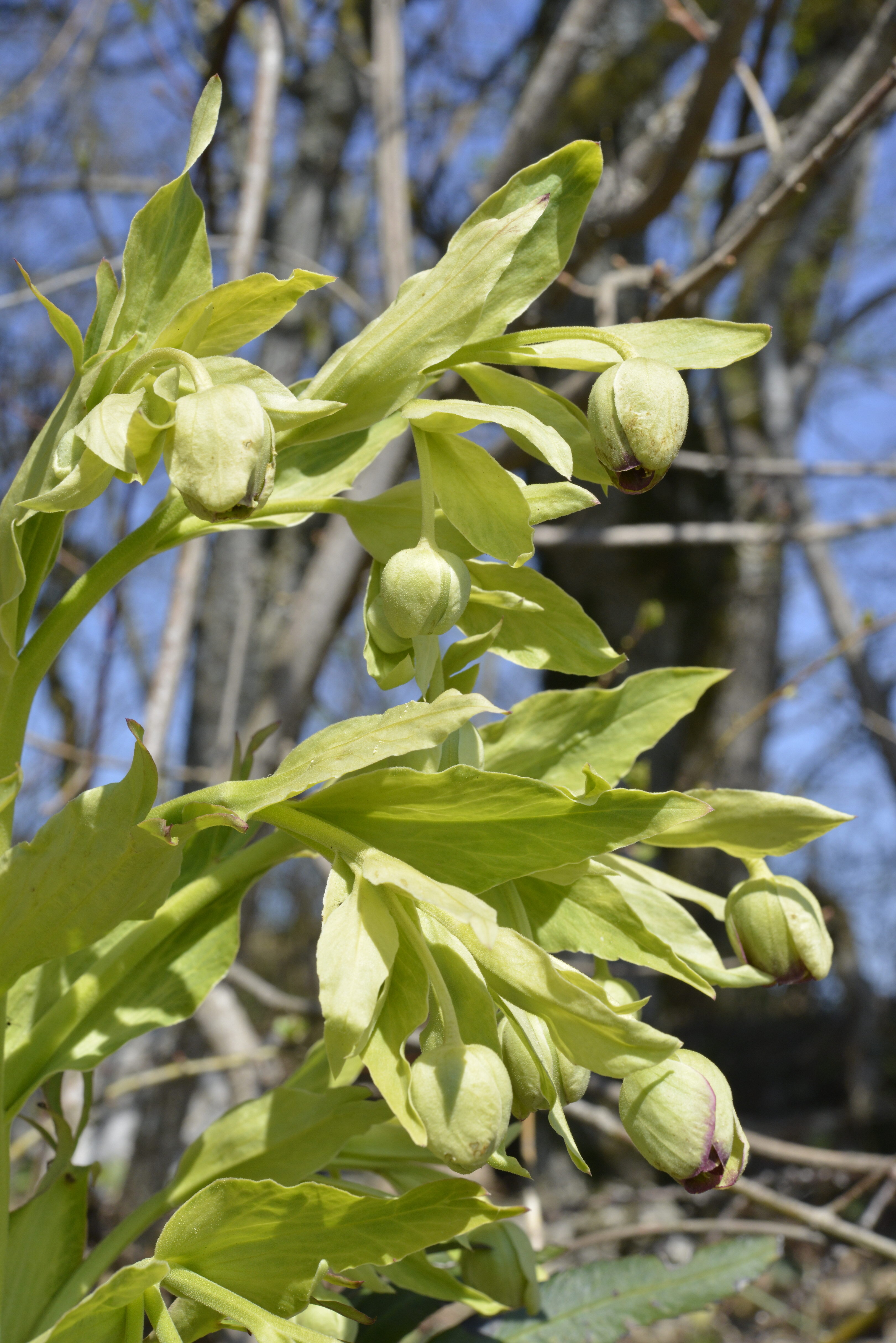 Helleborus foetidus L.