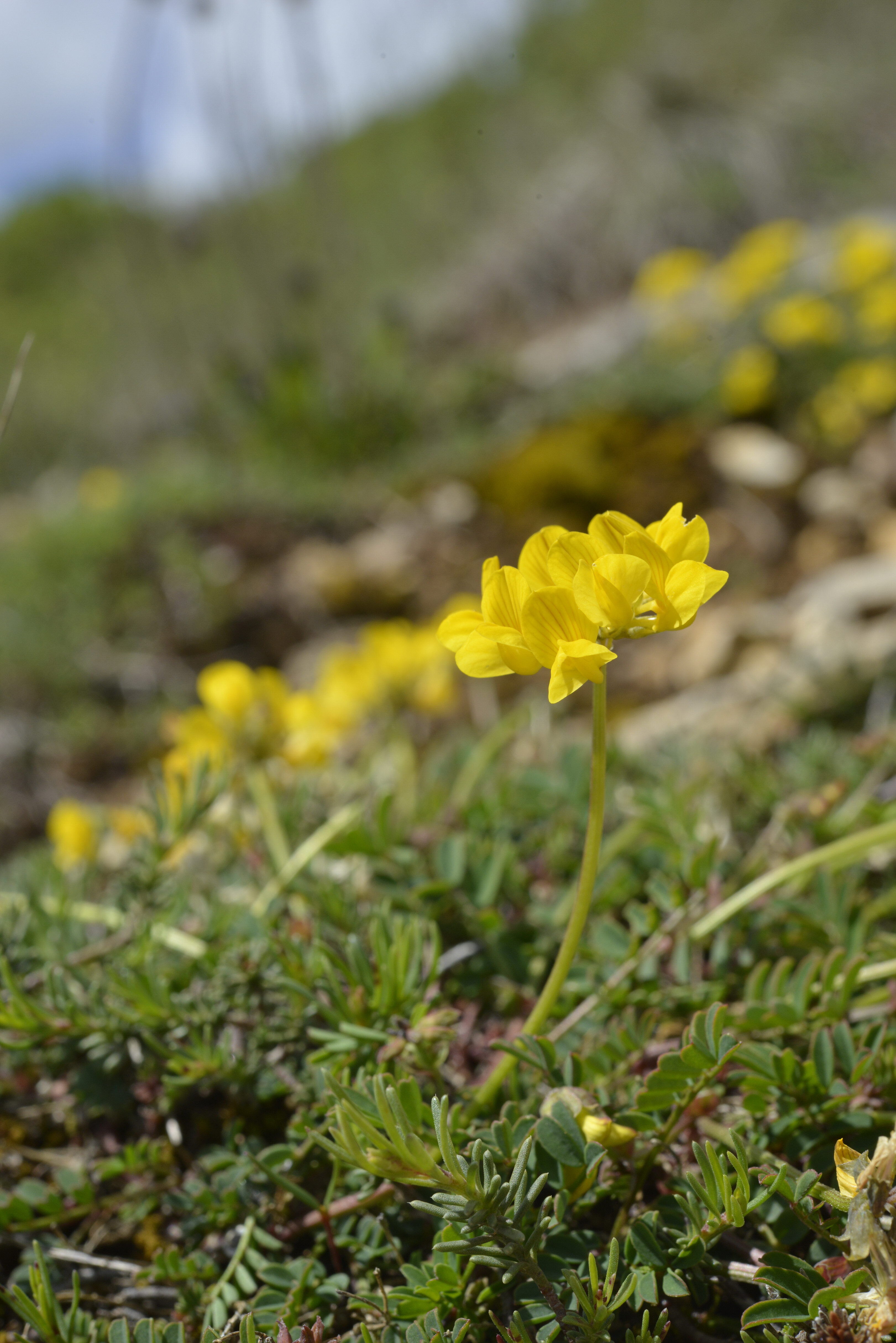 Hippocrepis comosa L.
