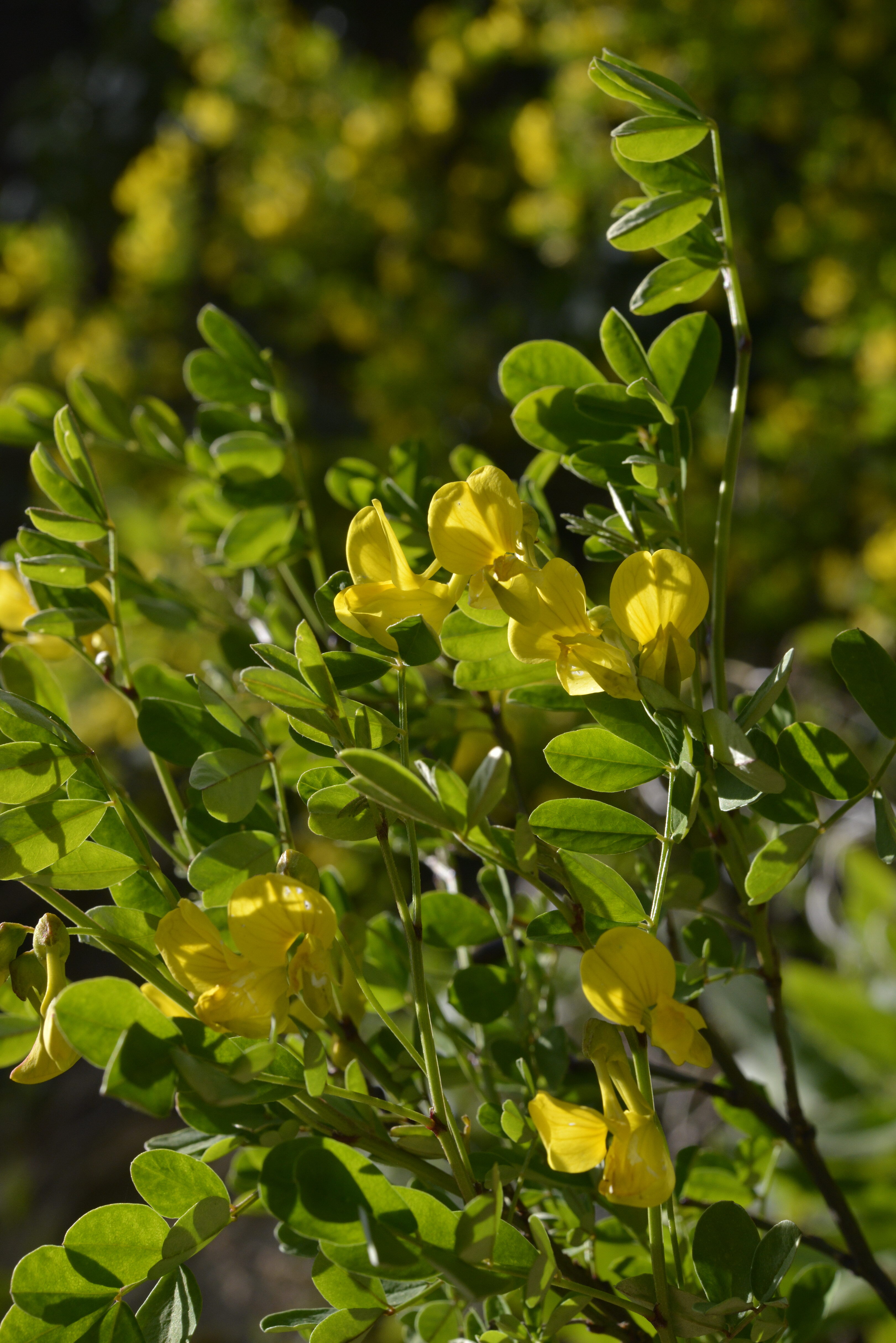 Hippocrepis emerus (L.) Lassen