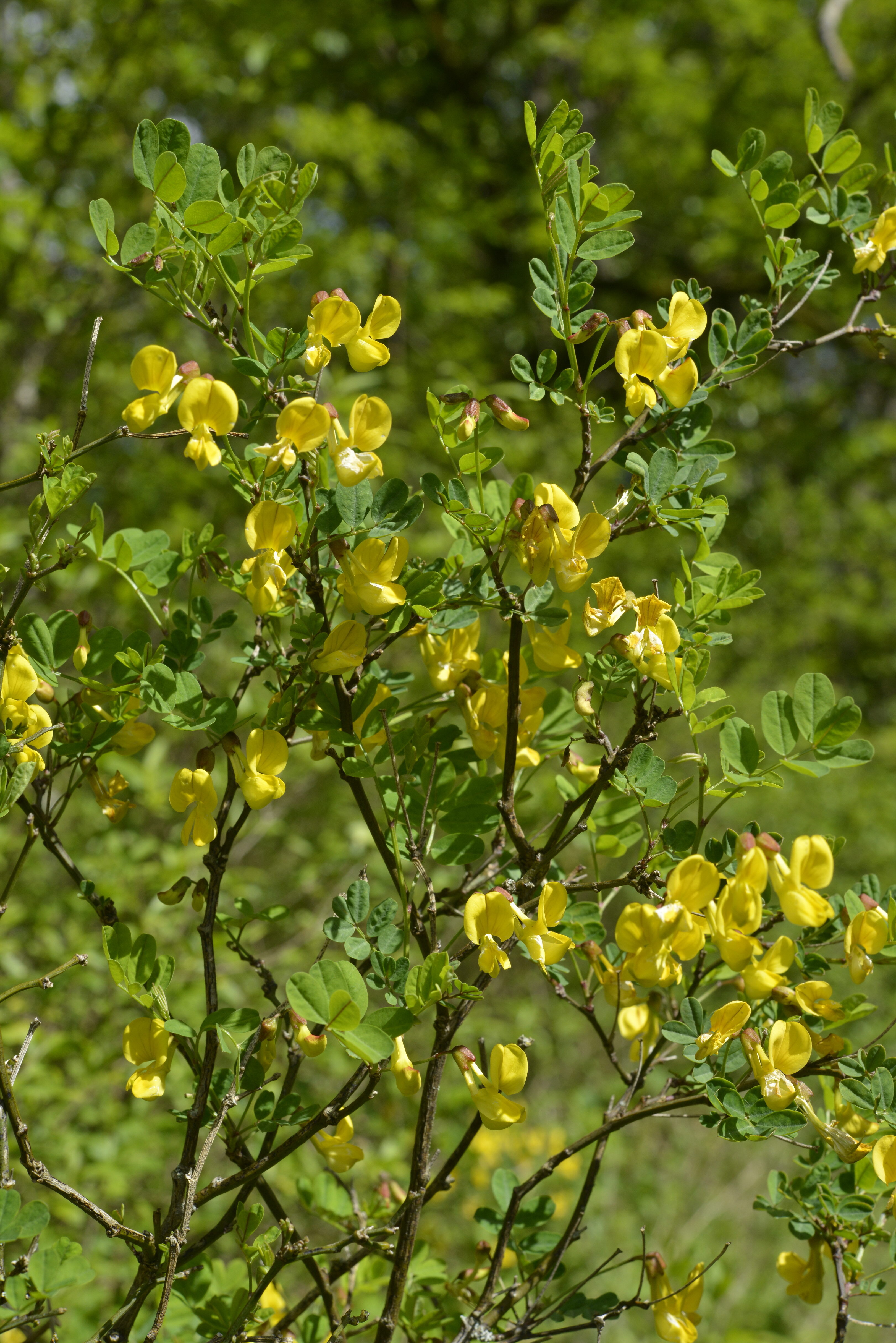Hippocrepis emerus (L.) Lassen