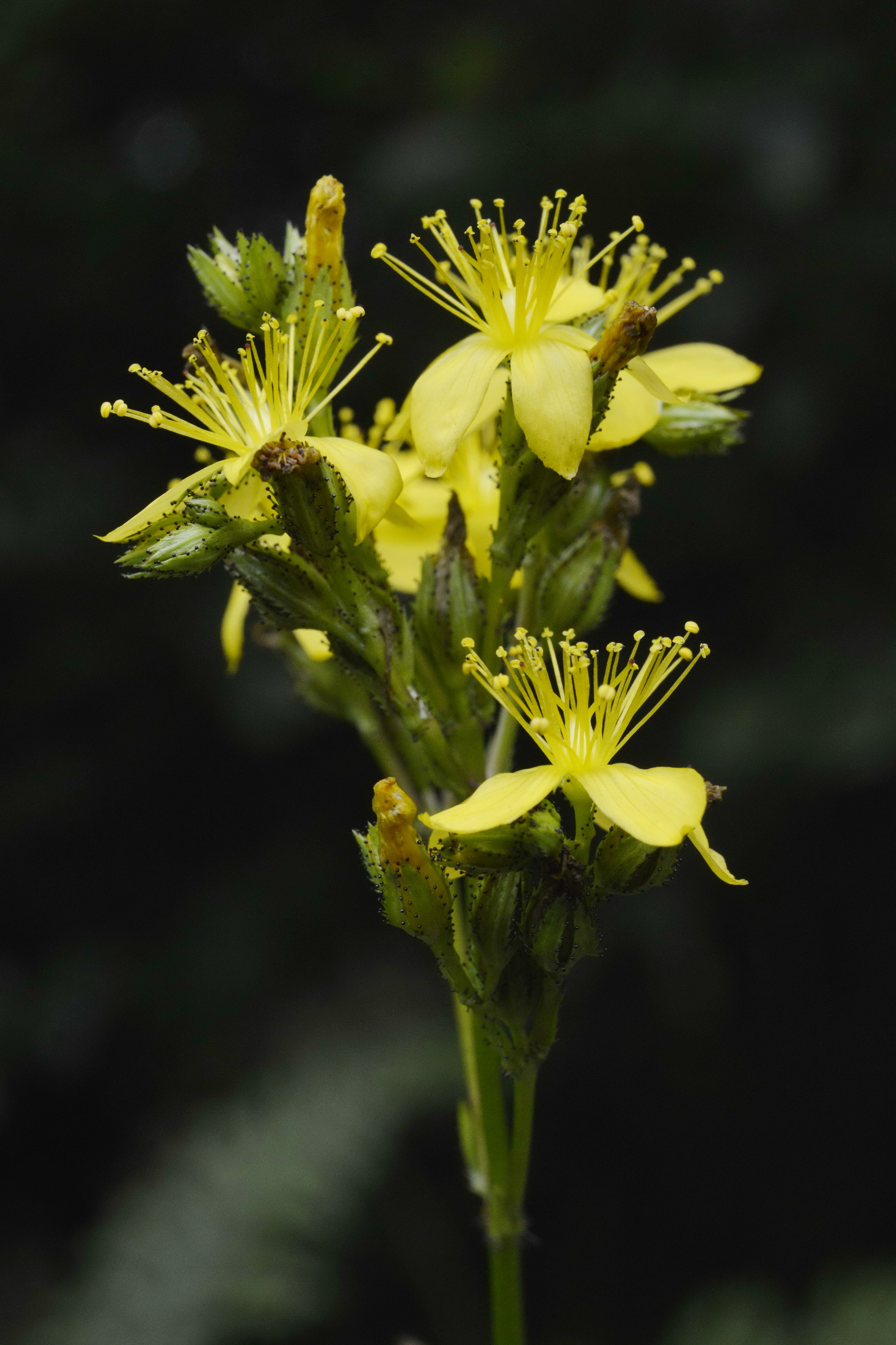 Hypericum montanum L.