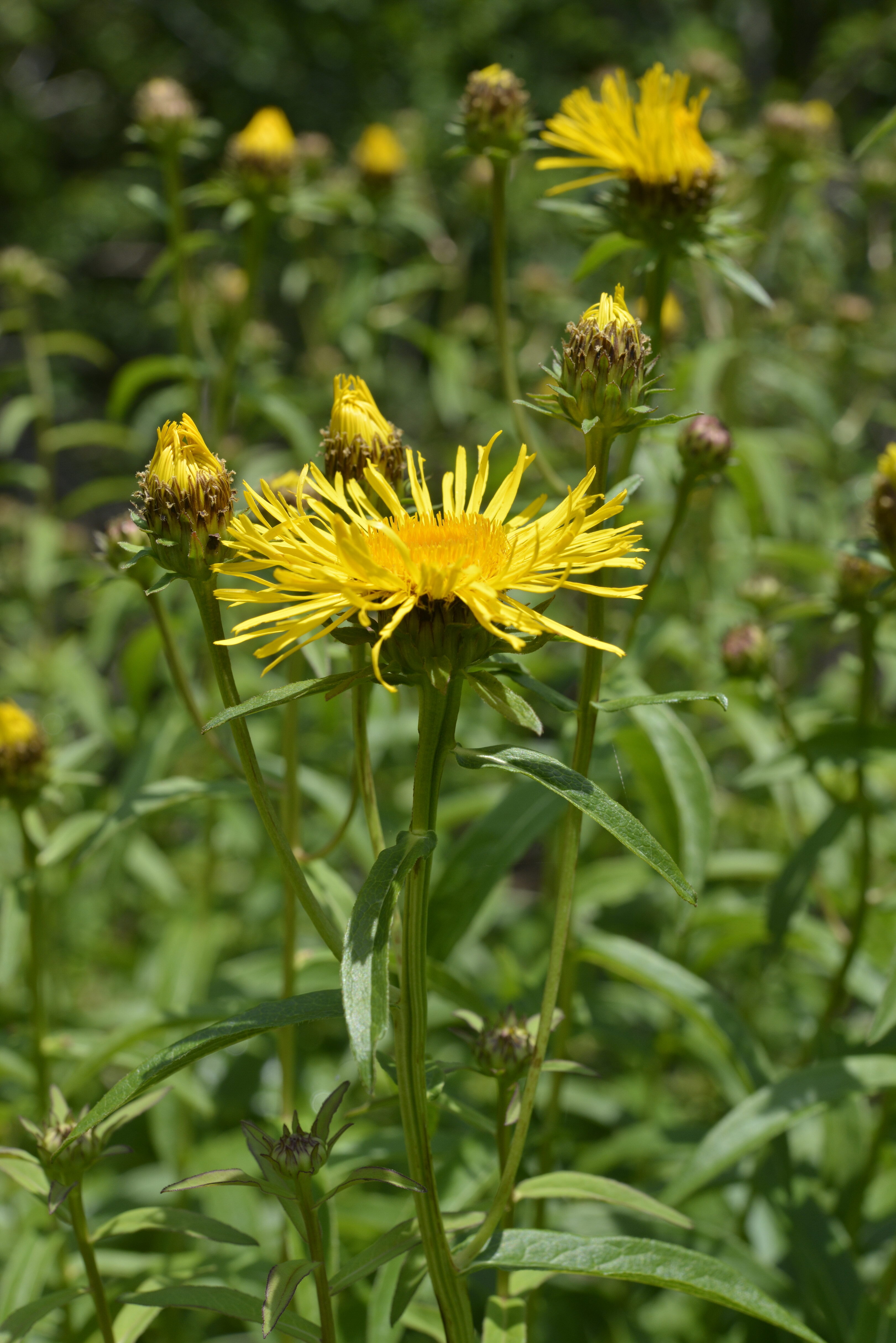 Inula salicina L.